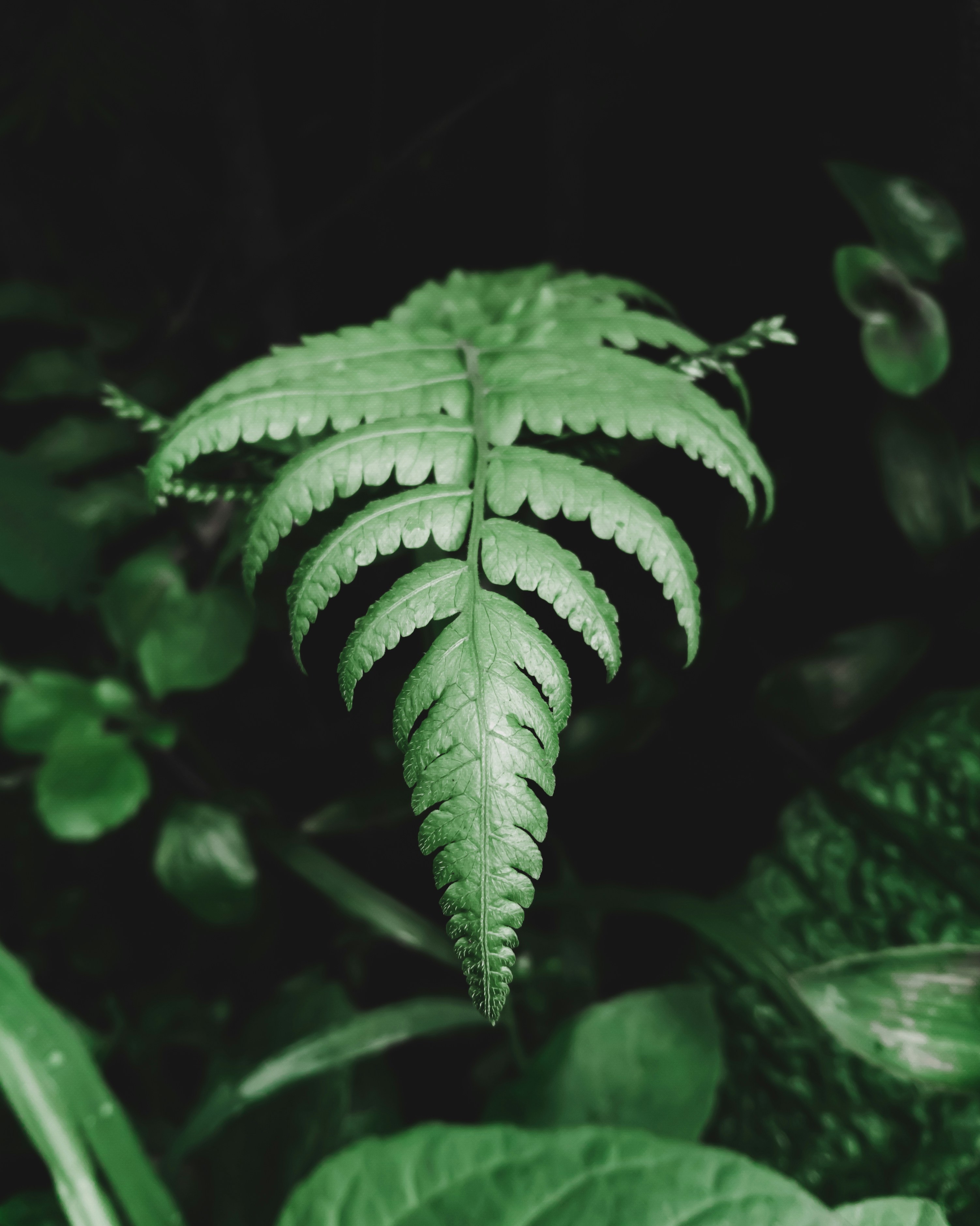 Central Fern Frond: A Quiet Night in the Green Understory