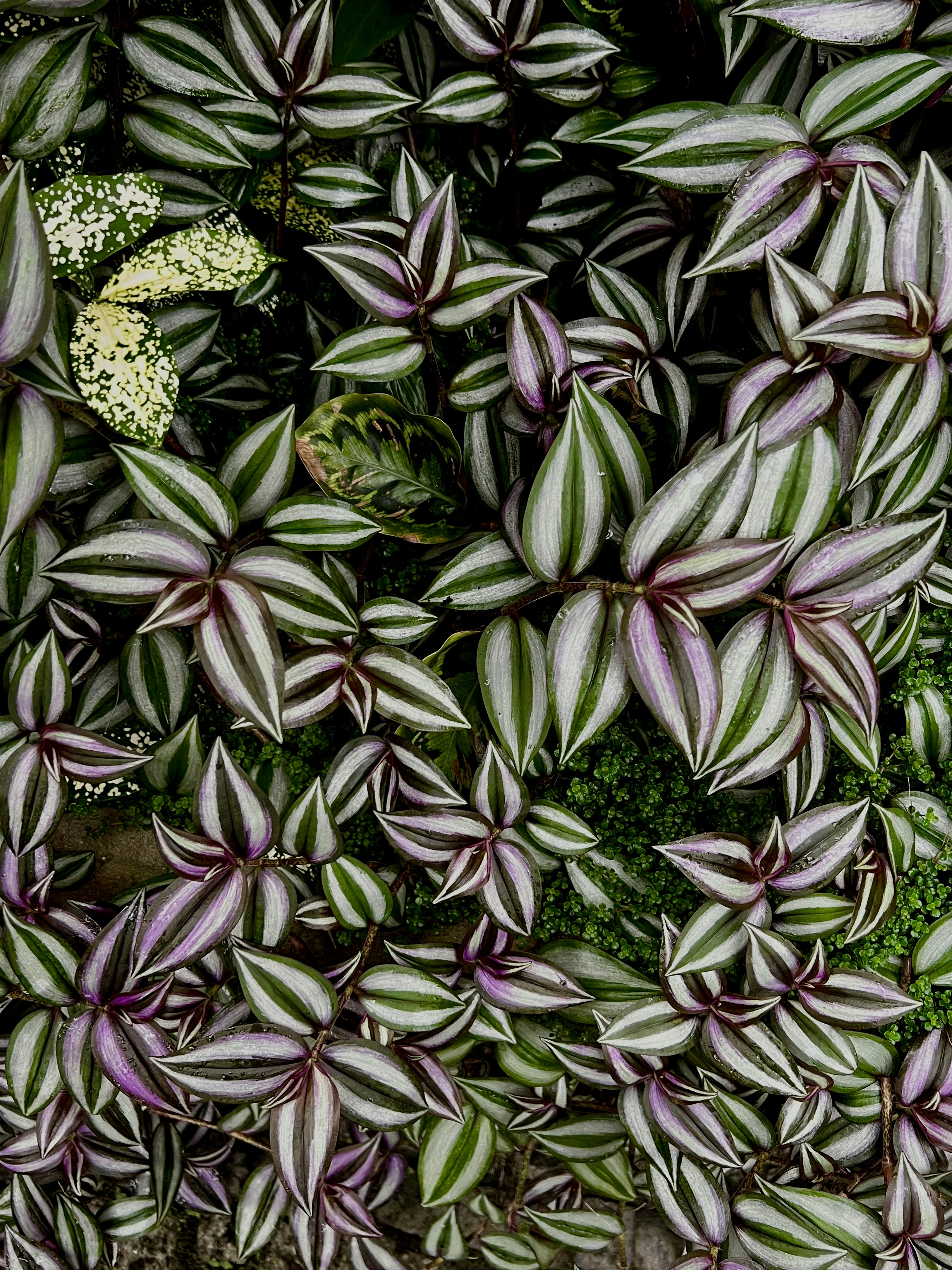 Emerald Stripes: A Field of Variegated Leaves in Rich Purple-Edge Hues