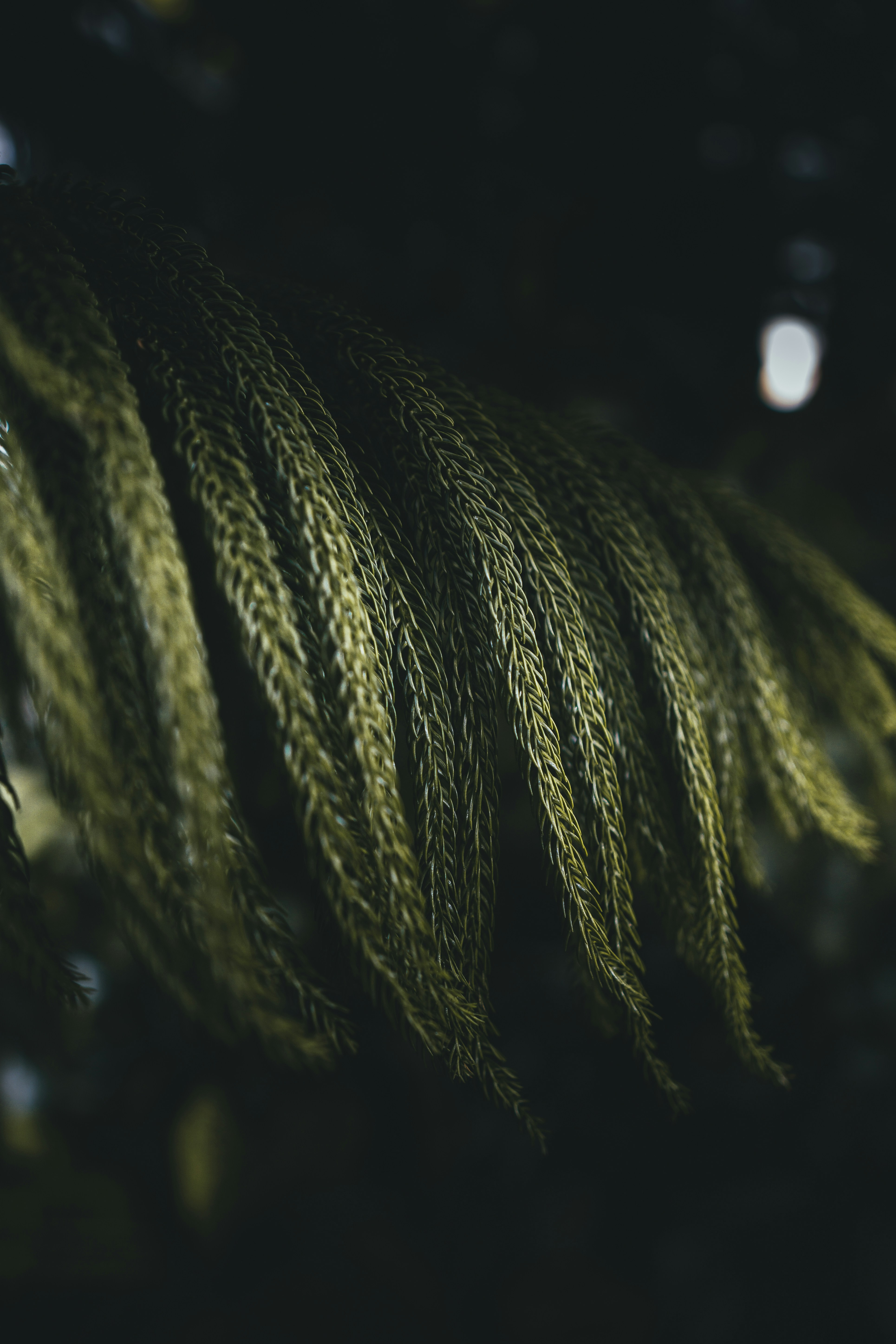 Macro Pine Needles: Gold-Tinted Fronds in a Shadowed Canopy