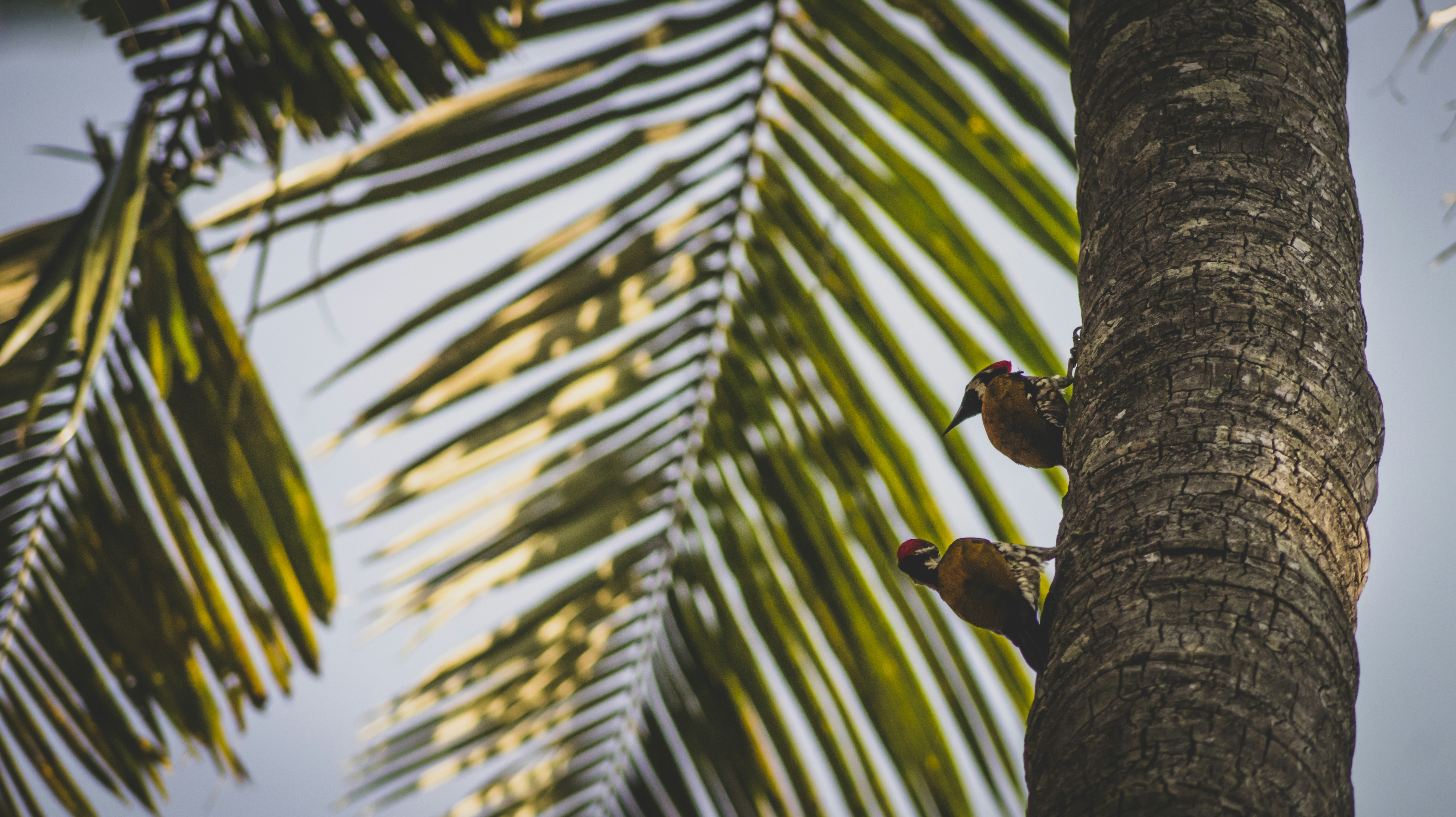 Palm Trunk in Focus: Textured Bark and Fronds Against a Sunlit Sky