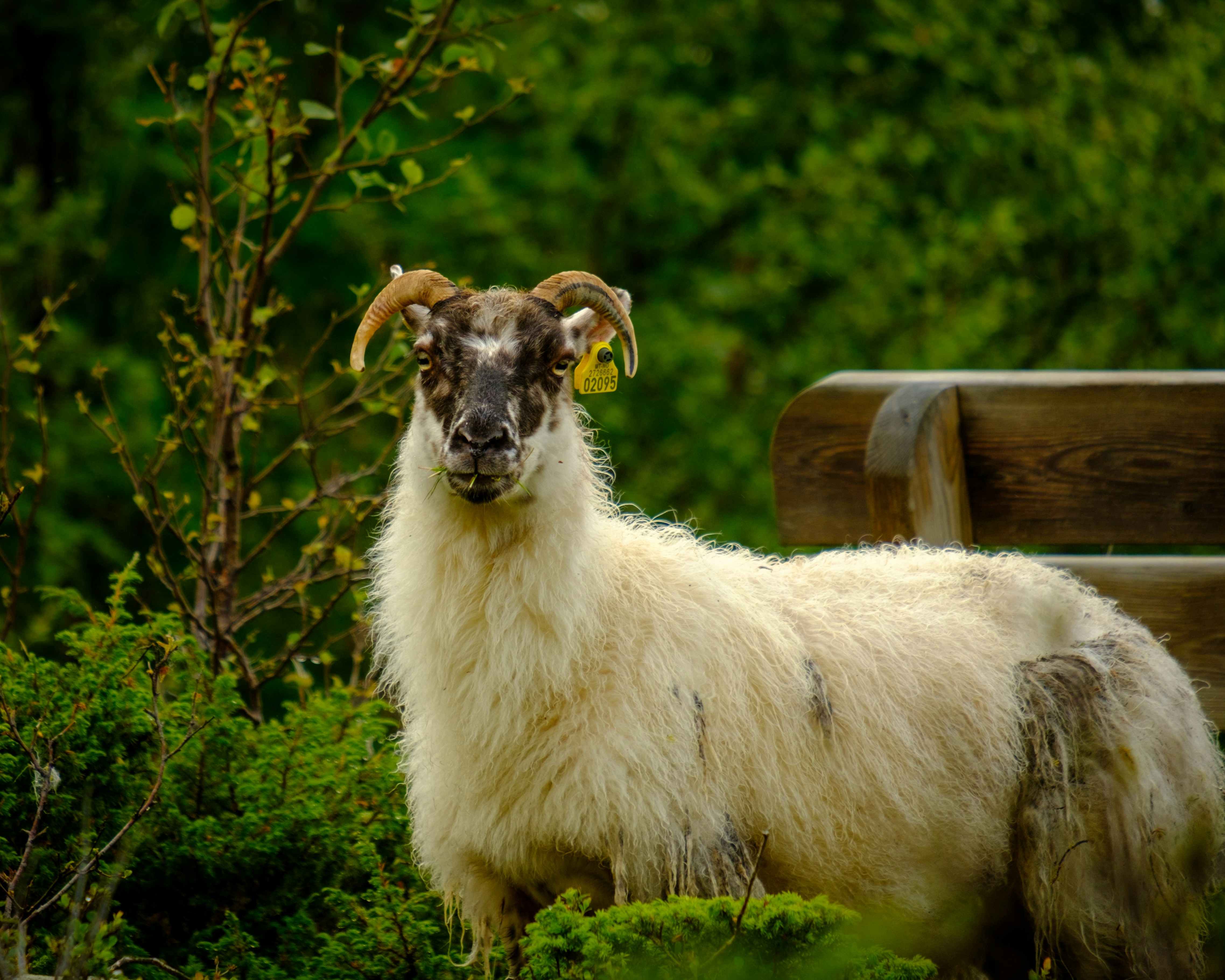 Cream Ram by a Weathered Bench: A Quiet Portrait in Greenery