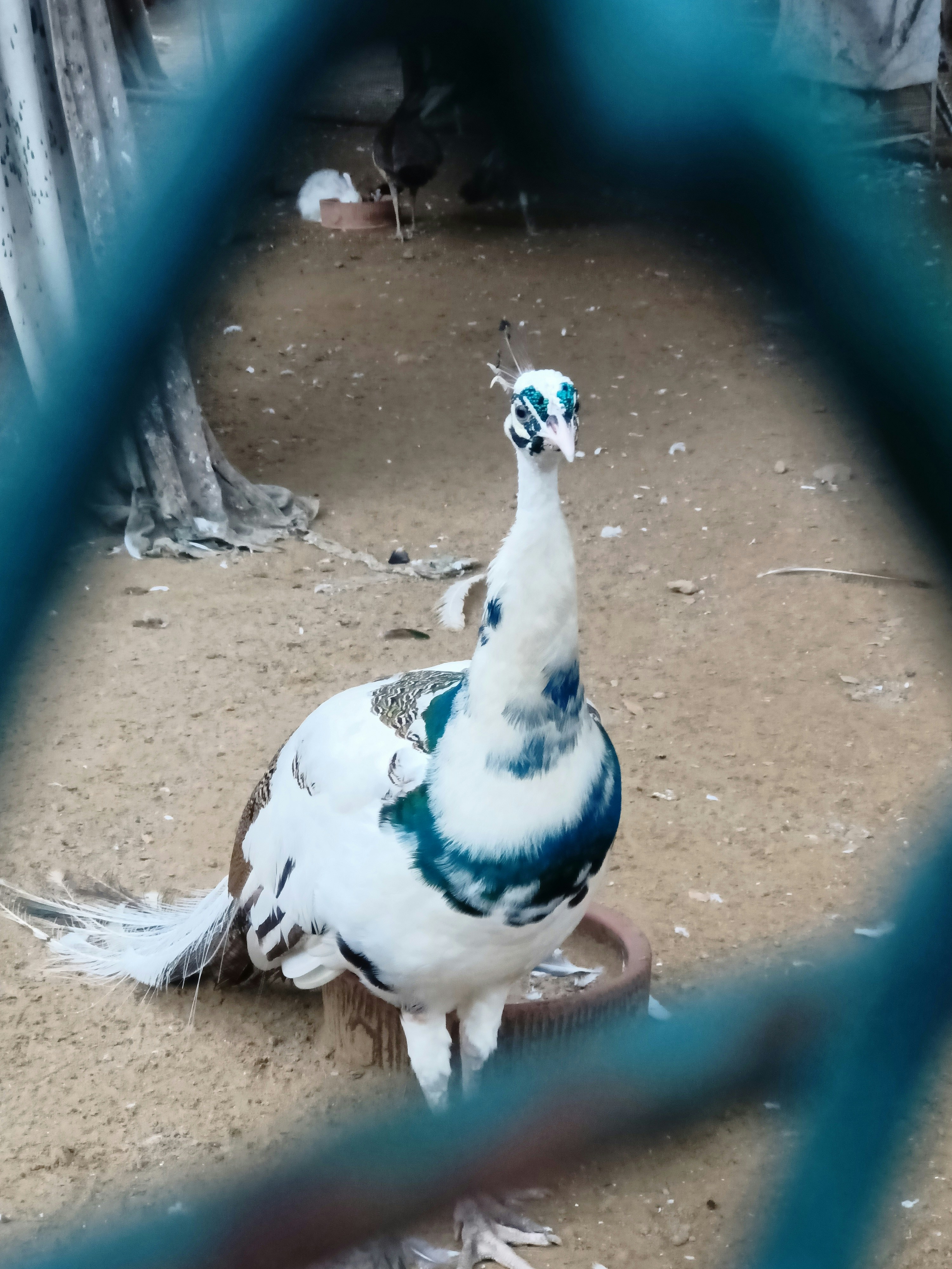 Gaze Through the Turquoise Grille: a peacock framed in a dusty yard