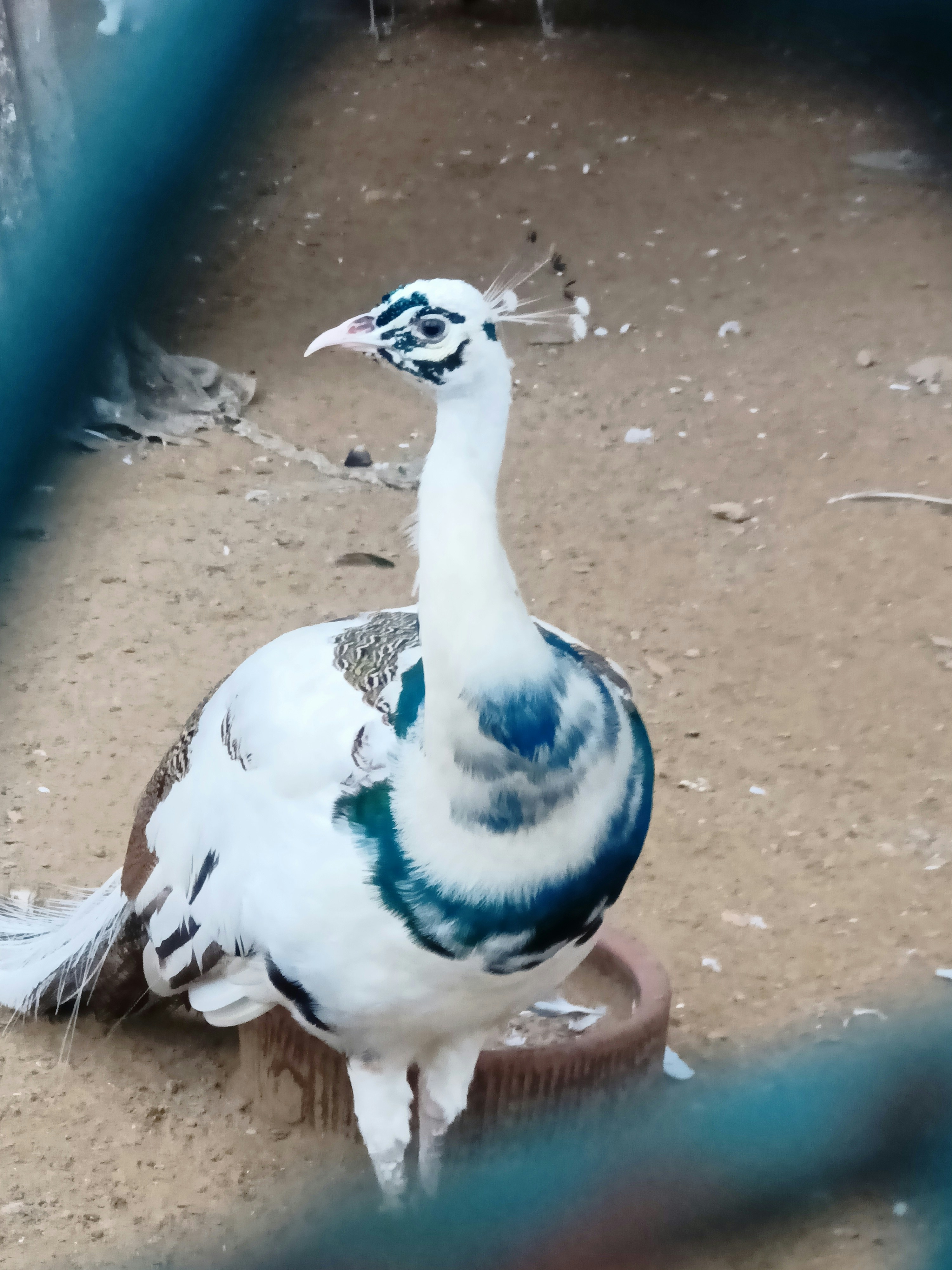 Pristine Crest, Dusty Enclosure: A White Peacock's Quiet Stand