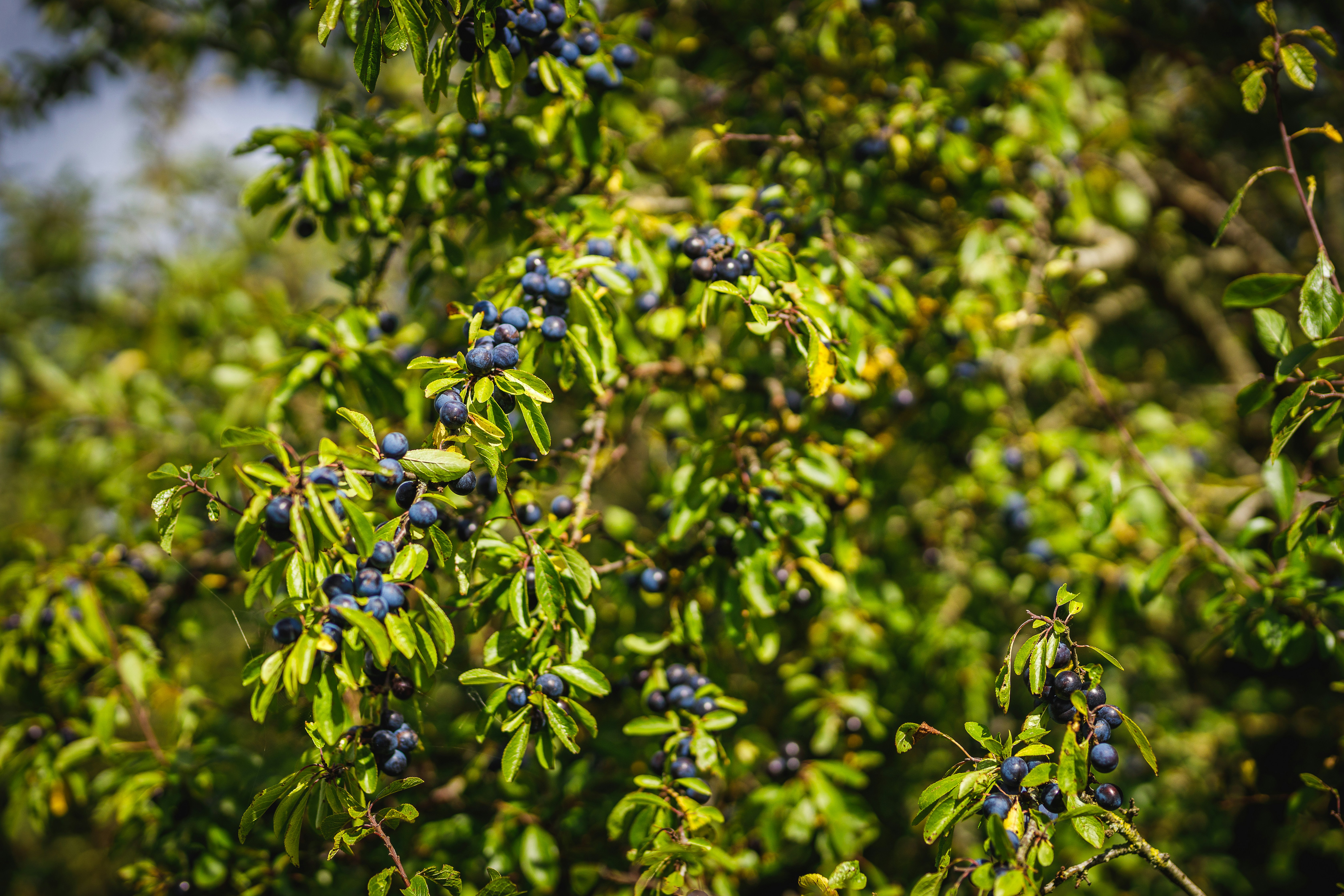 Lush green branches adorned with ripe blueberries, showcasing the beauty of a fruitful harvest. The vibrant colors highlight the abundance of nature.