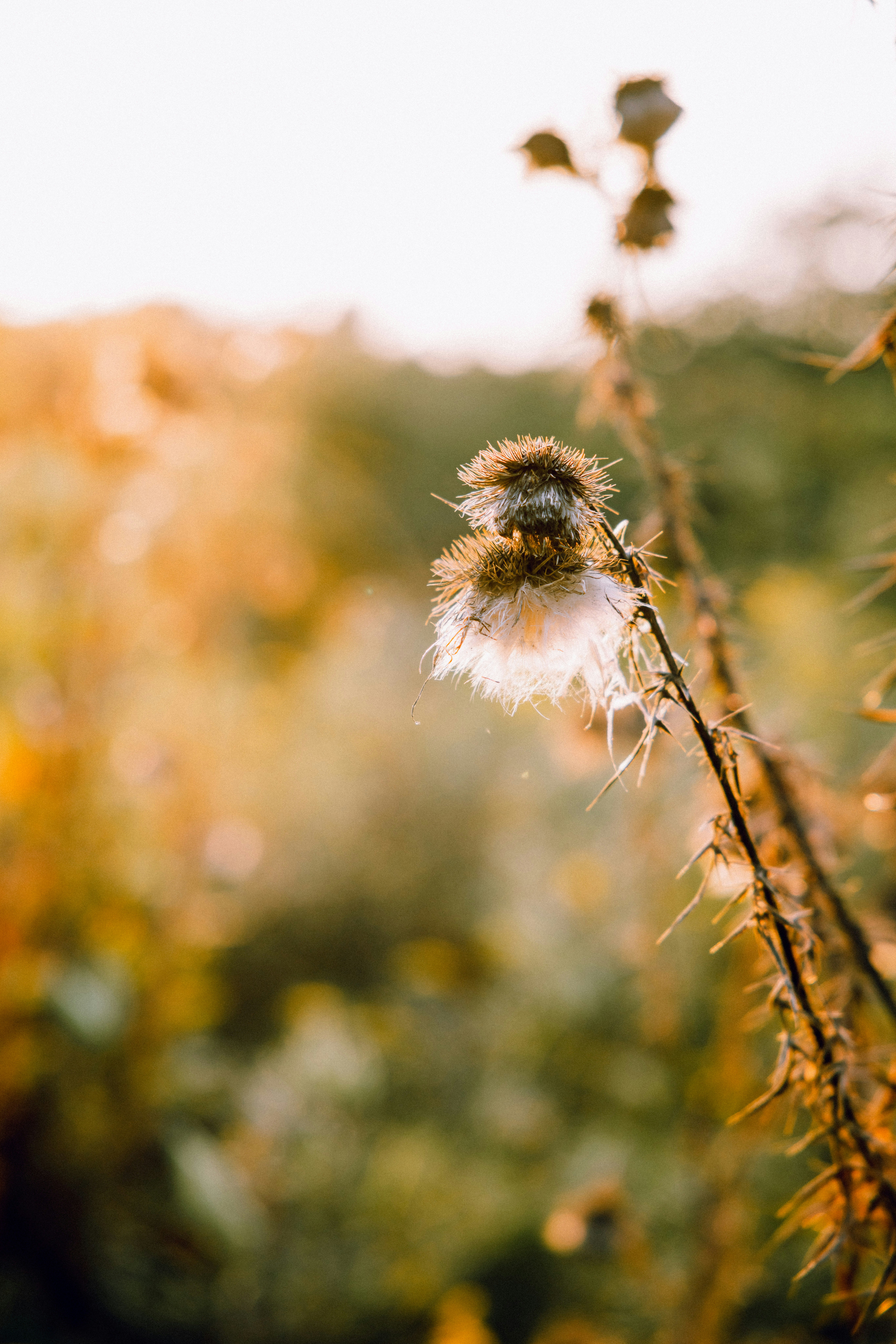 Golden Hour Seed Head: A Silken Spotlight in a Meadow