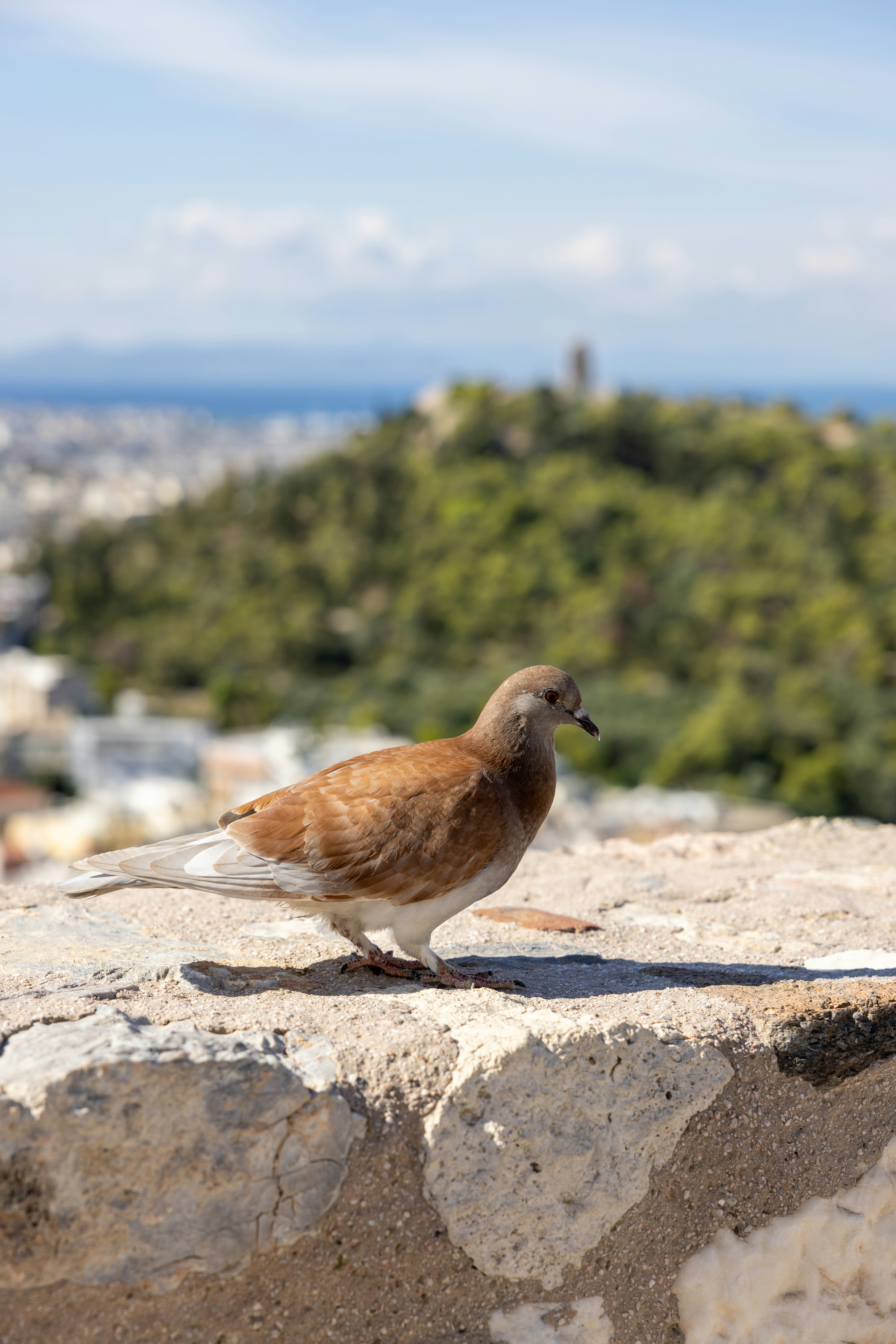 A brown pigeon perched on a stone ledge, overlooking a vibrant cityscape with lush greenery in the background. The scene captures a moment of tranquility amidst urban life.