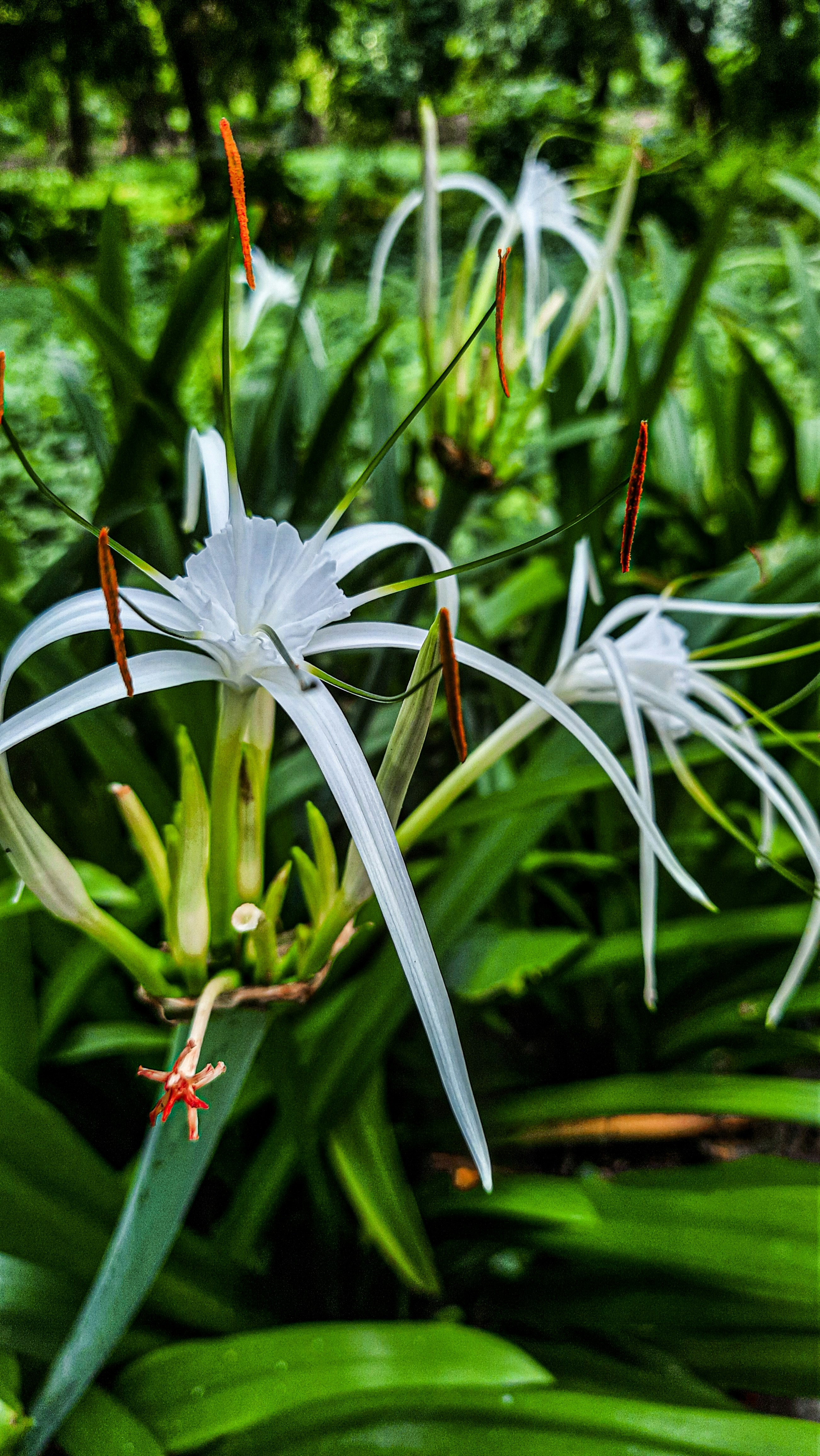 Delicate white spider lilies bloom amidst lush green foliage, showcasing intricate petals and vibrant stamen. The composition highlights the beauty of nature's design.