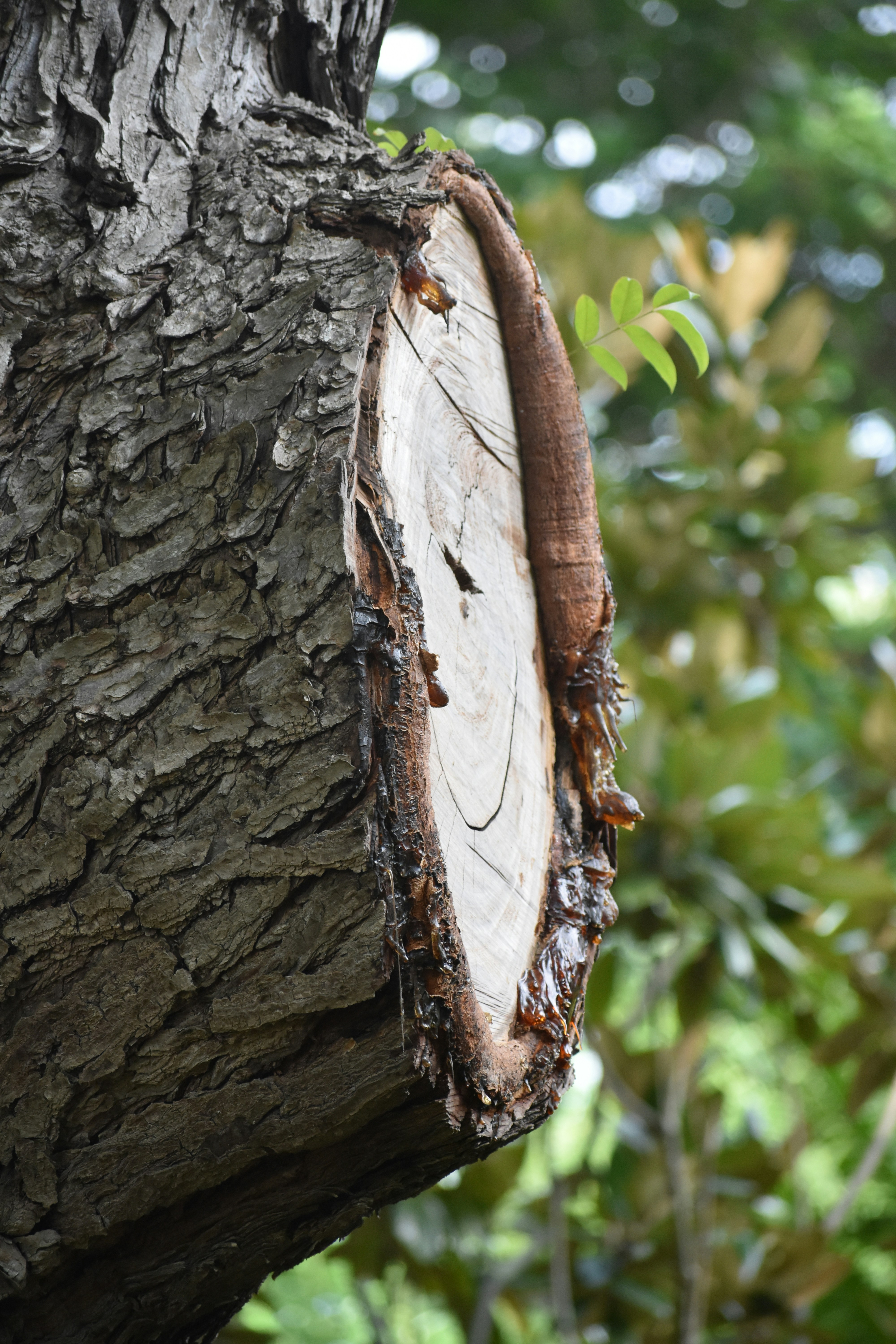 Crosscut Contour: The Quiet Ring of a Tree Emerges from Bark