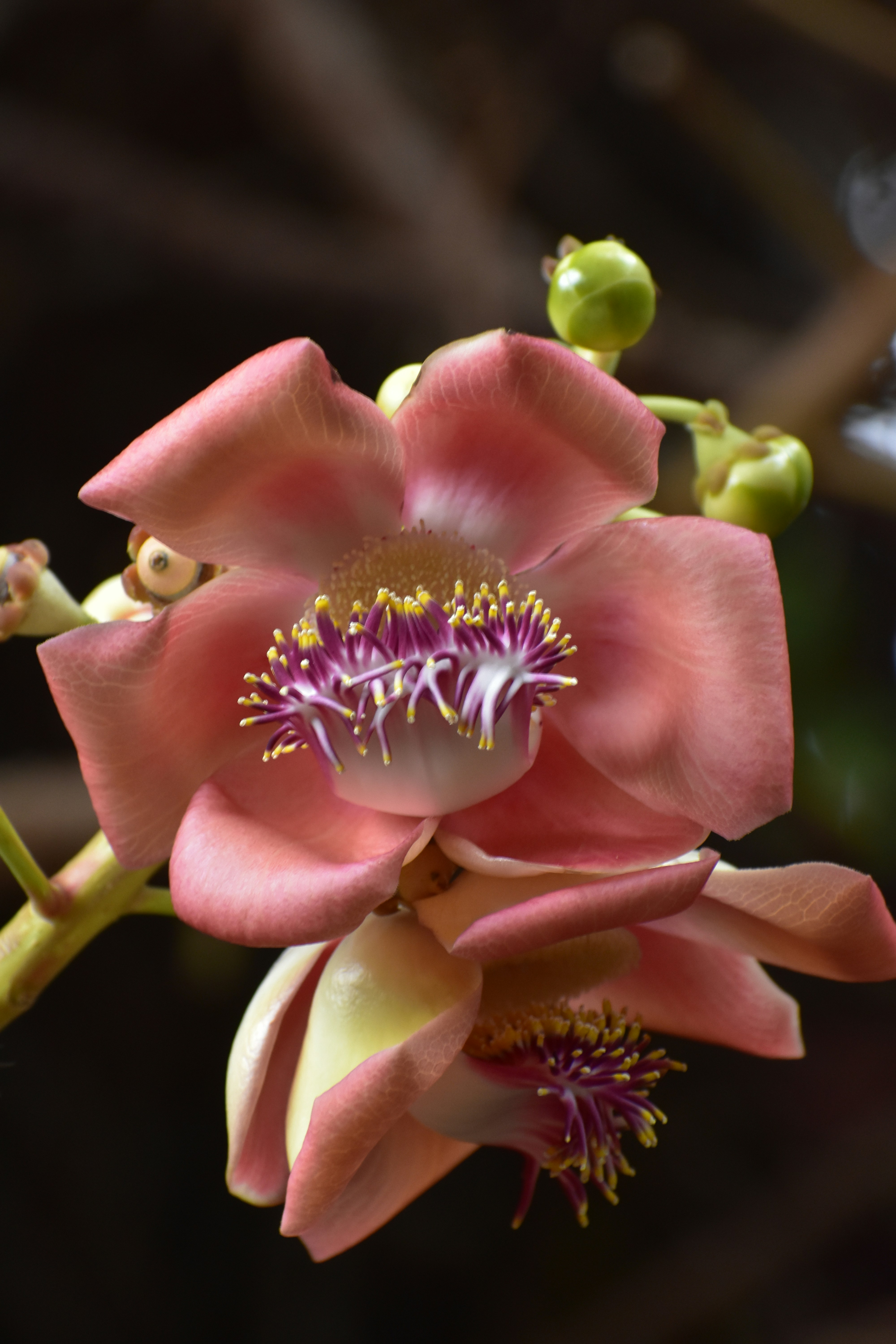 Exotic flower