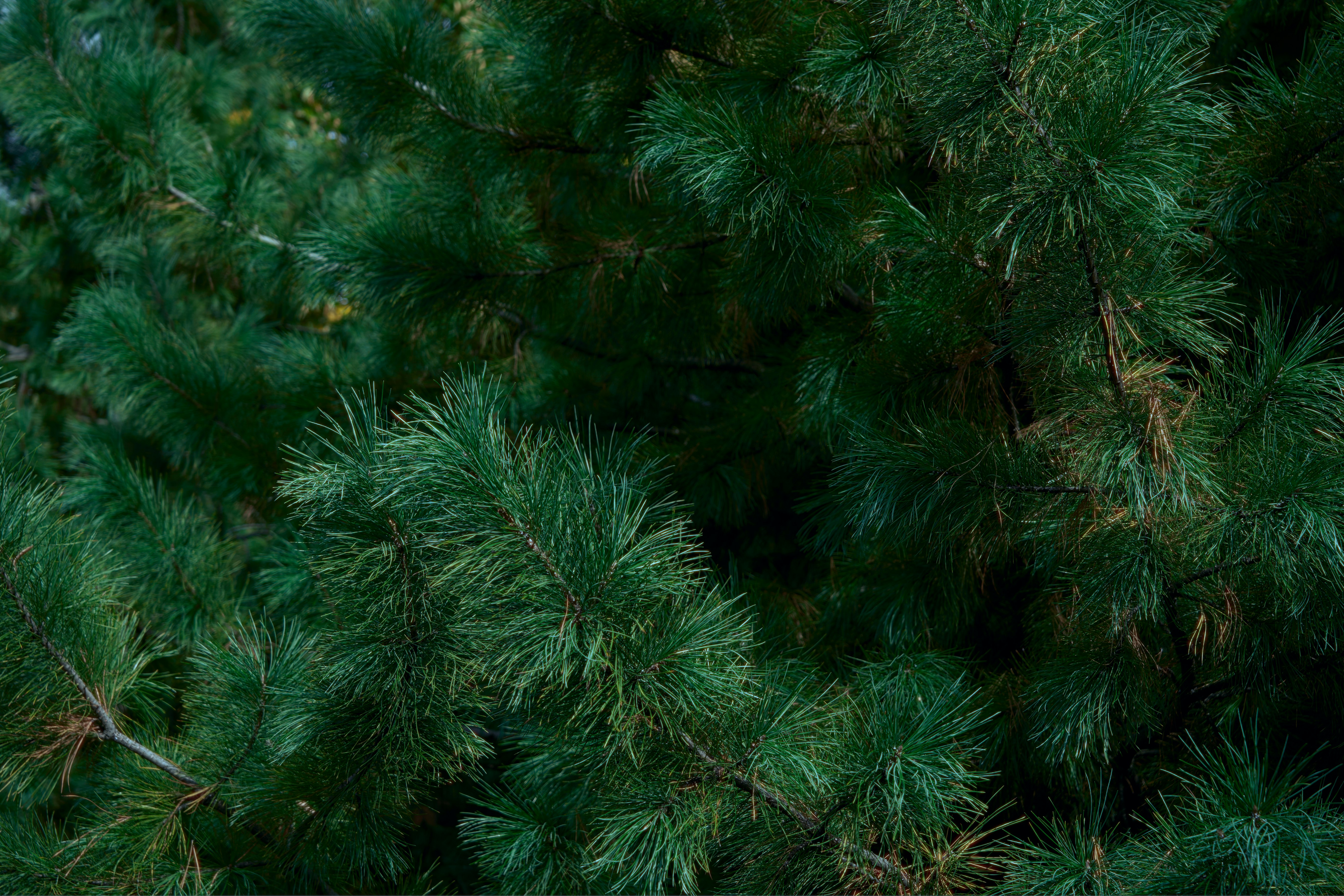 Whispering Pines: Close-Up of Green Needle Texture
