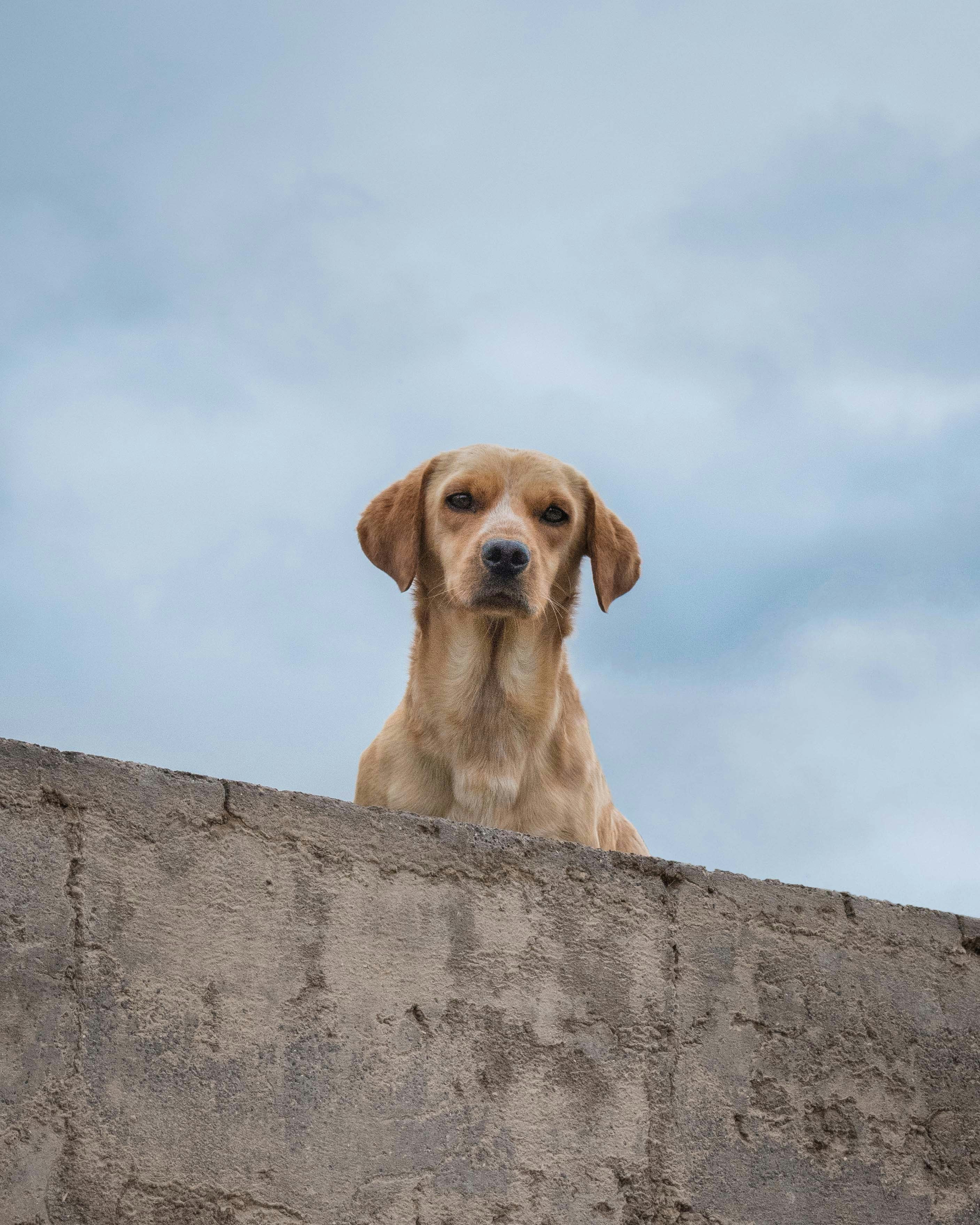 a dog sitting on a rock