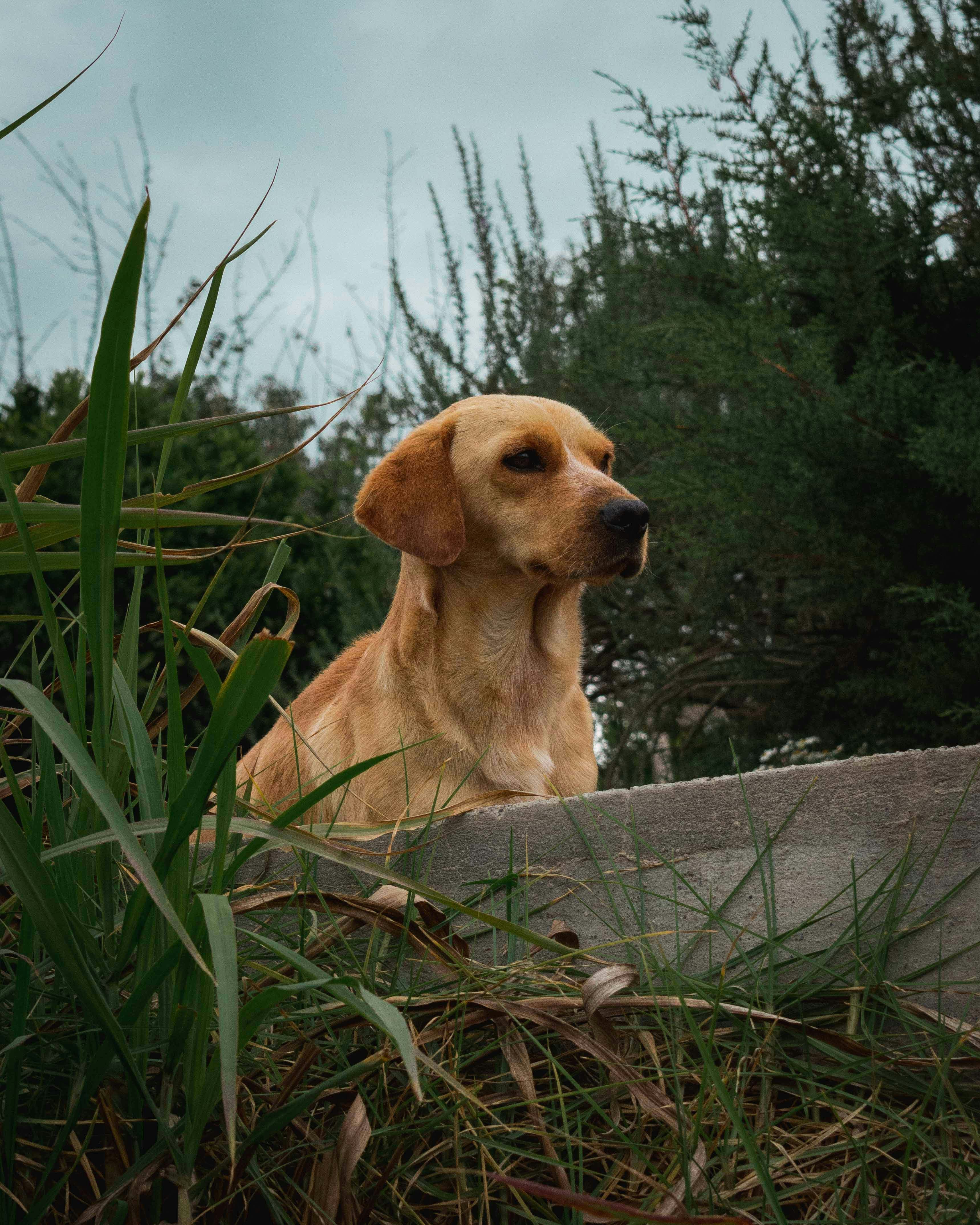 A dog sitting on a log photo – Free Hound Image on Unsplash