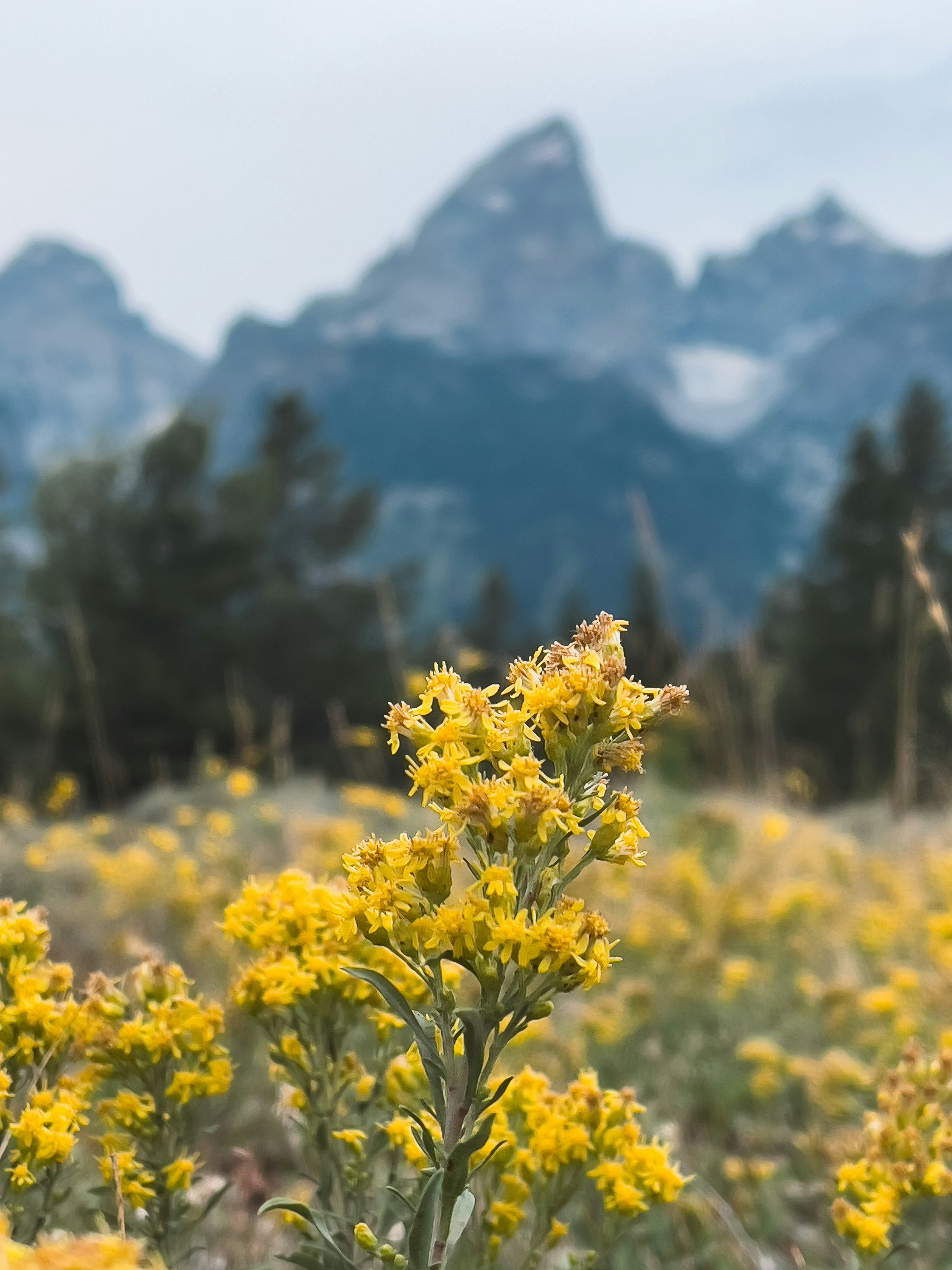 Yellow flowers with blurry Tetons background