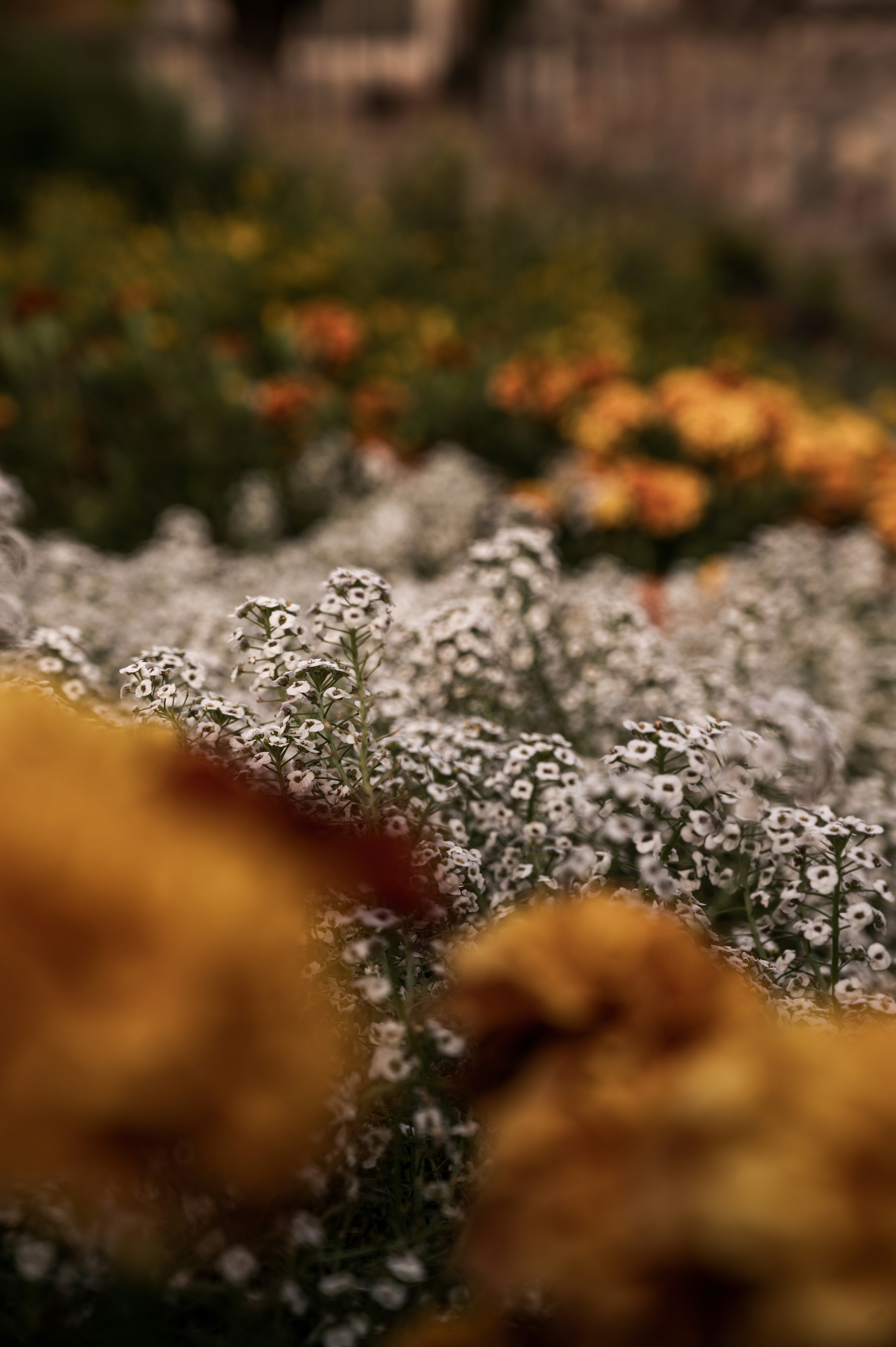 A close up of a plant photo – Free Image on Unsplash
