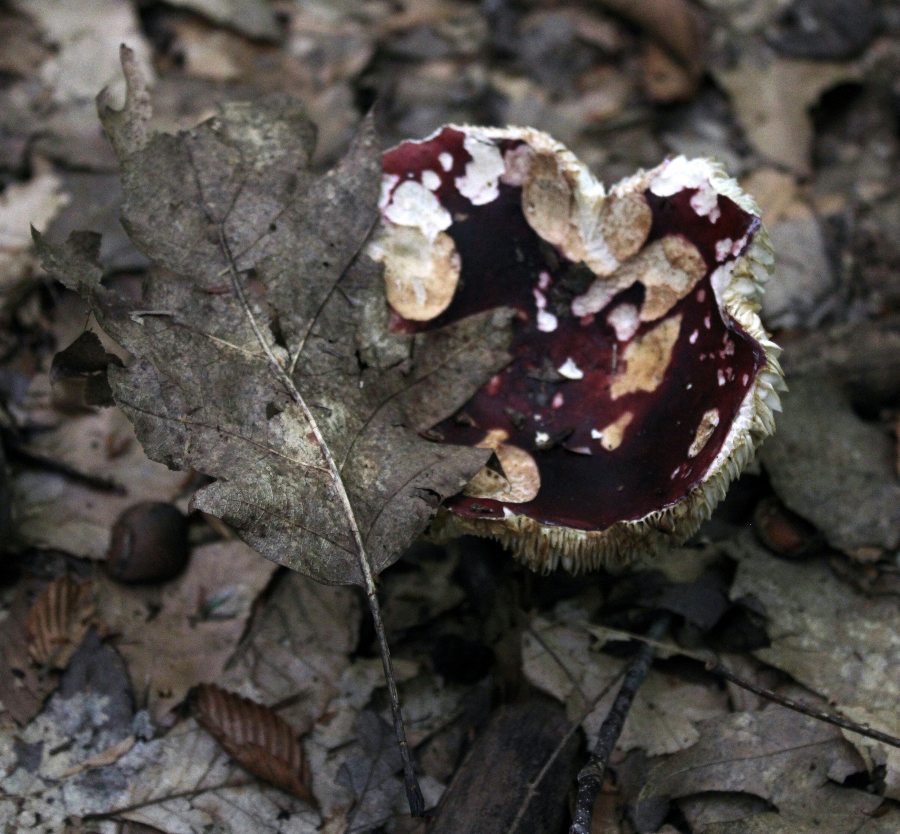 Crimson Cup Revealed Beneath a Veil of Autumn Leaves