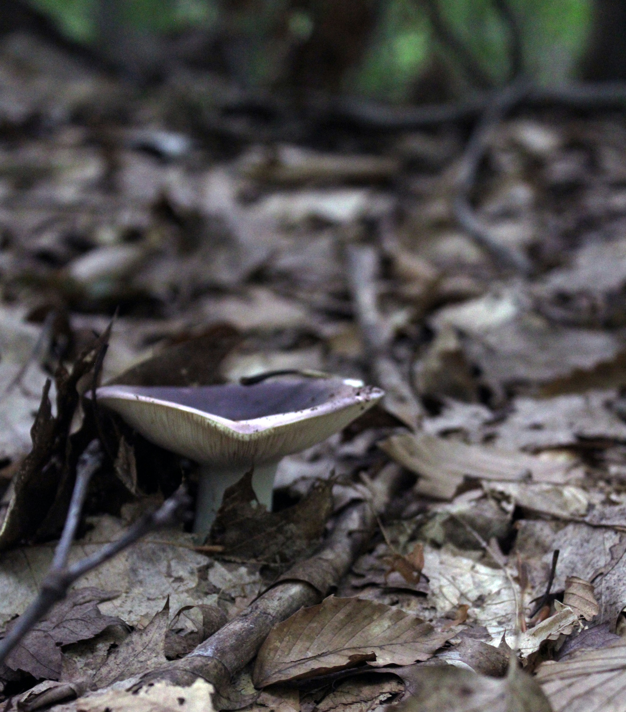 Forest Floor Spotlight: A lone mushroom amid fallen leaves