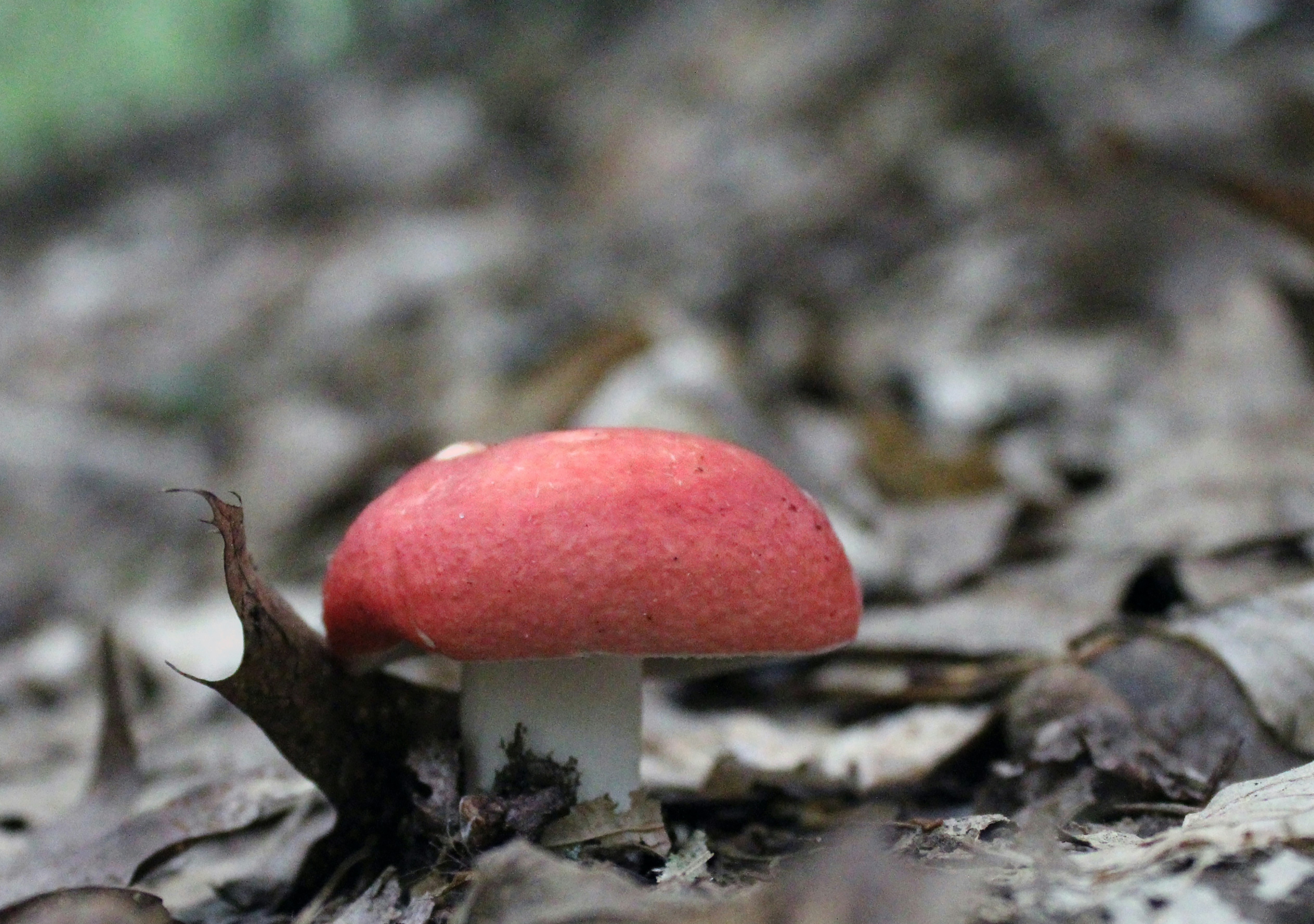 Red Mushroom Pictures | Download Free Images on Unsplash