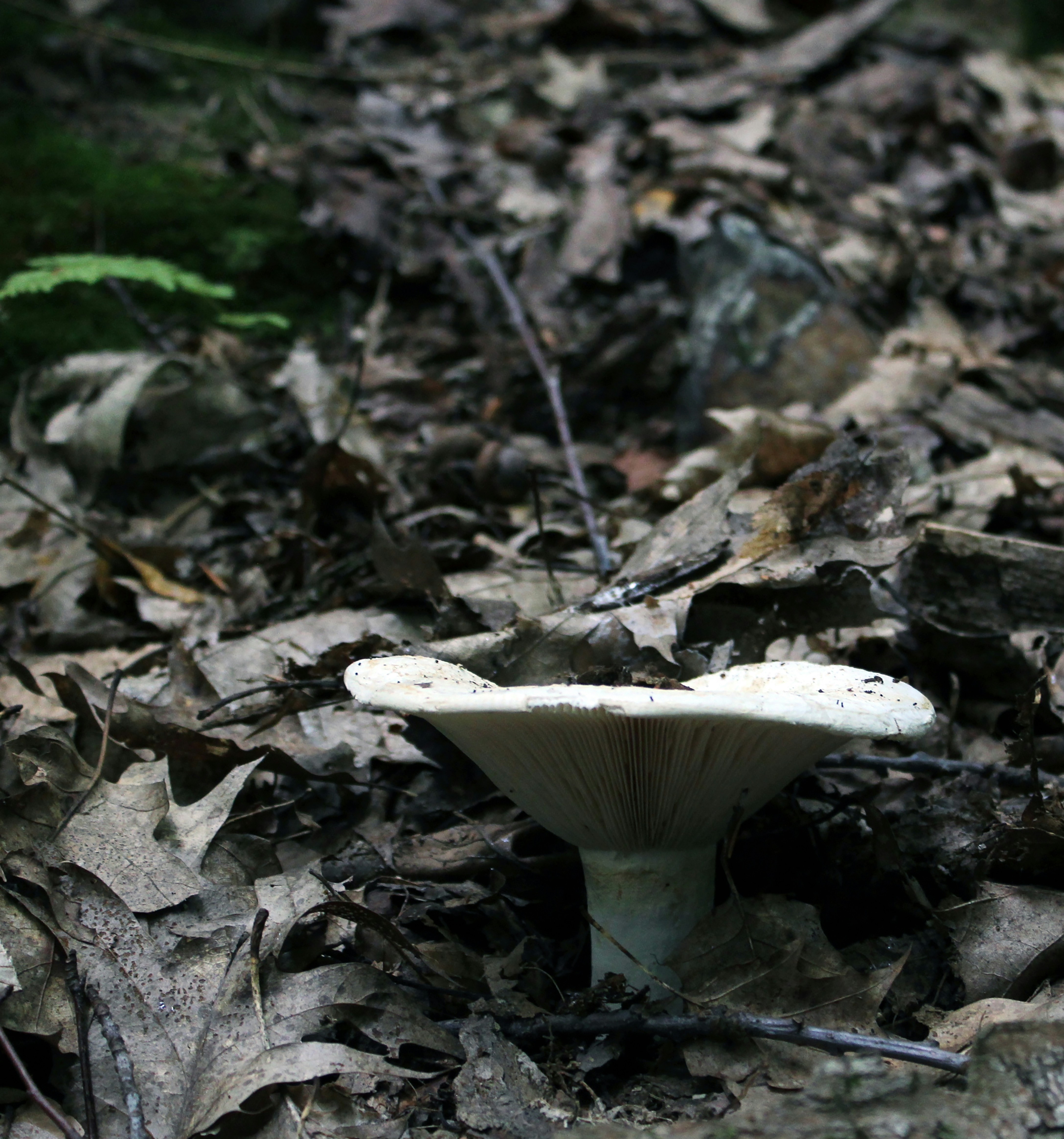 a white mushroom growing out of the ground
