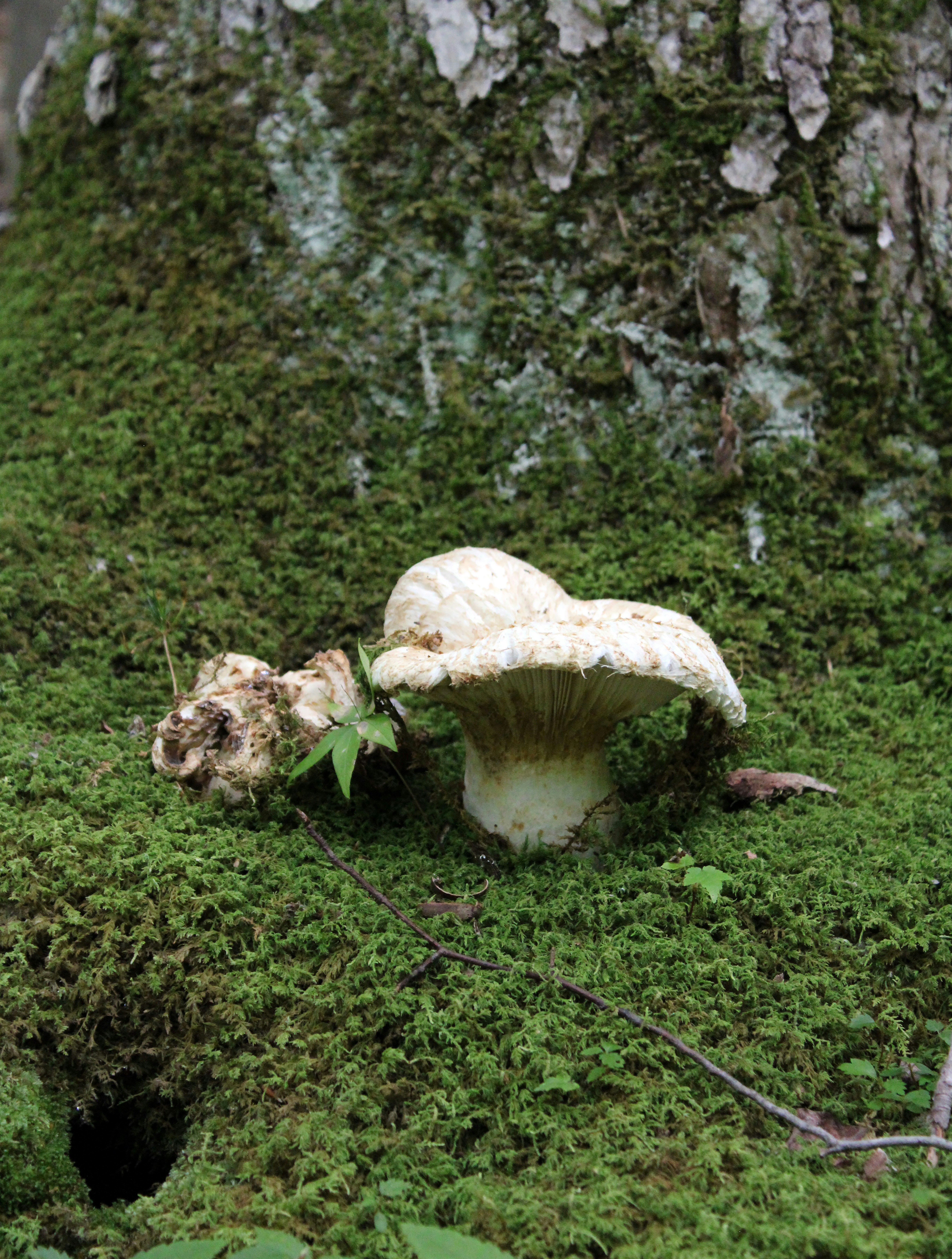 Cream-Capped Mushroom in a Mossy Forest Understory