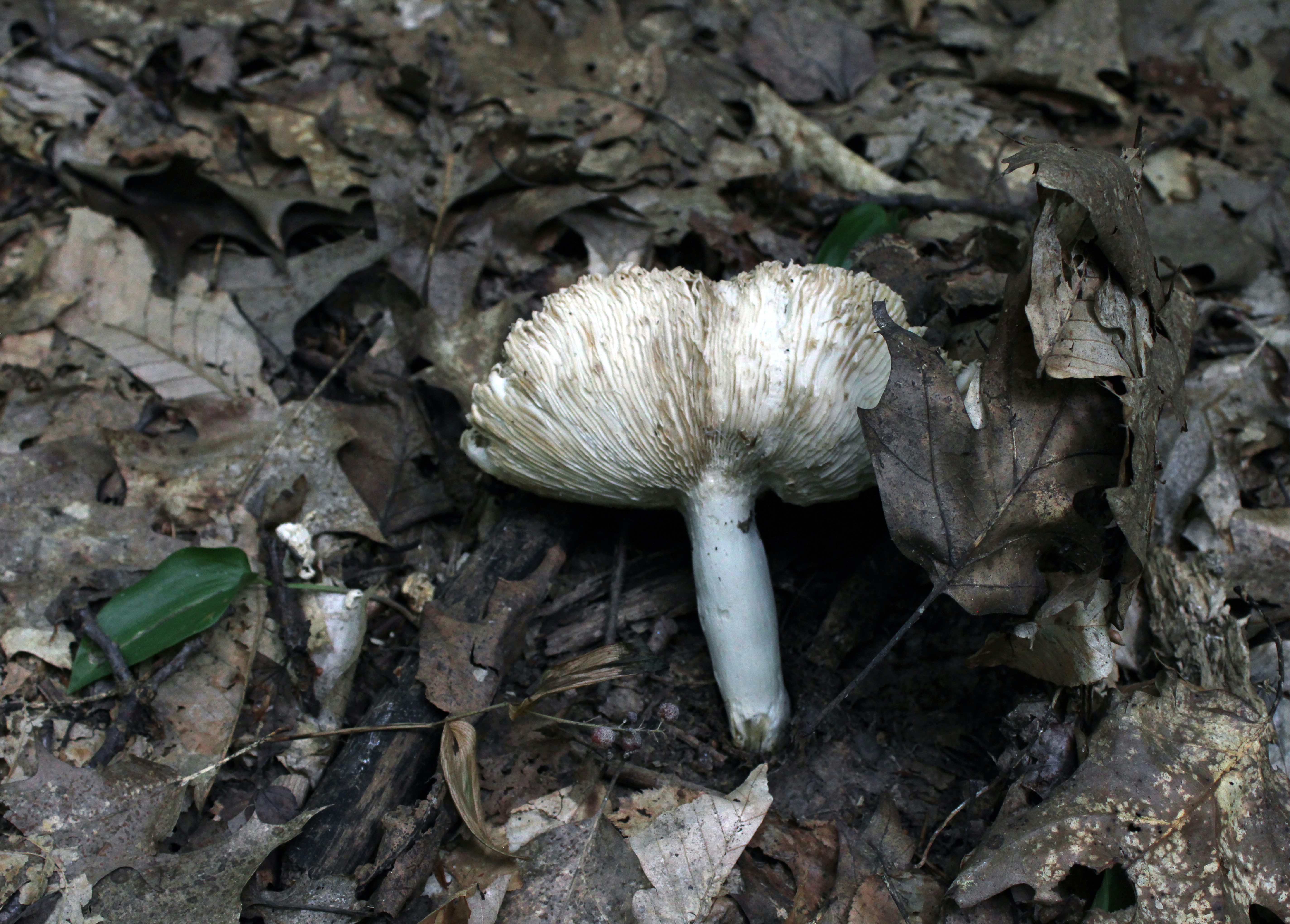 Un champignon blanc poussant dans le sol photo – Photo Champignon ...