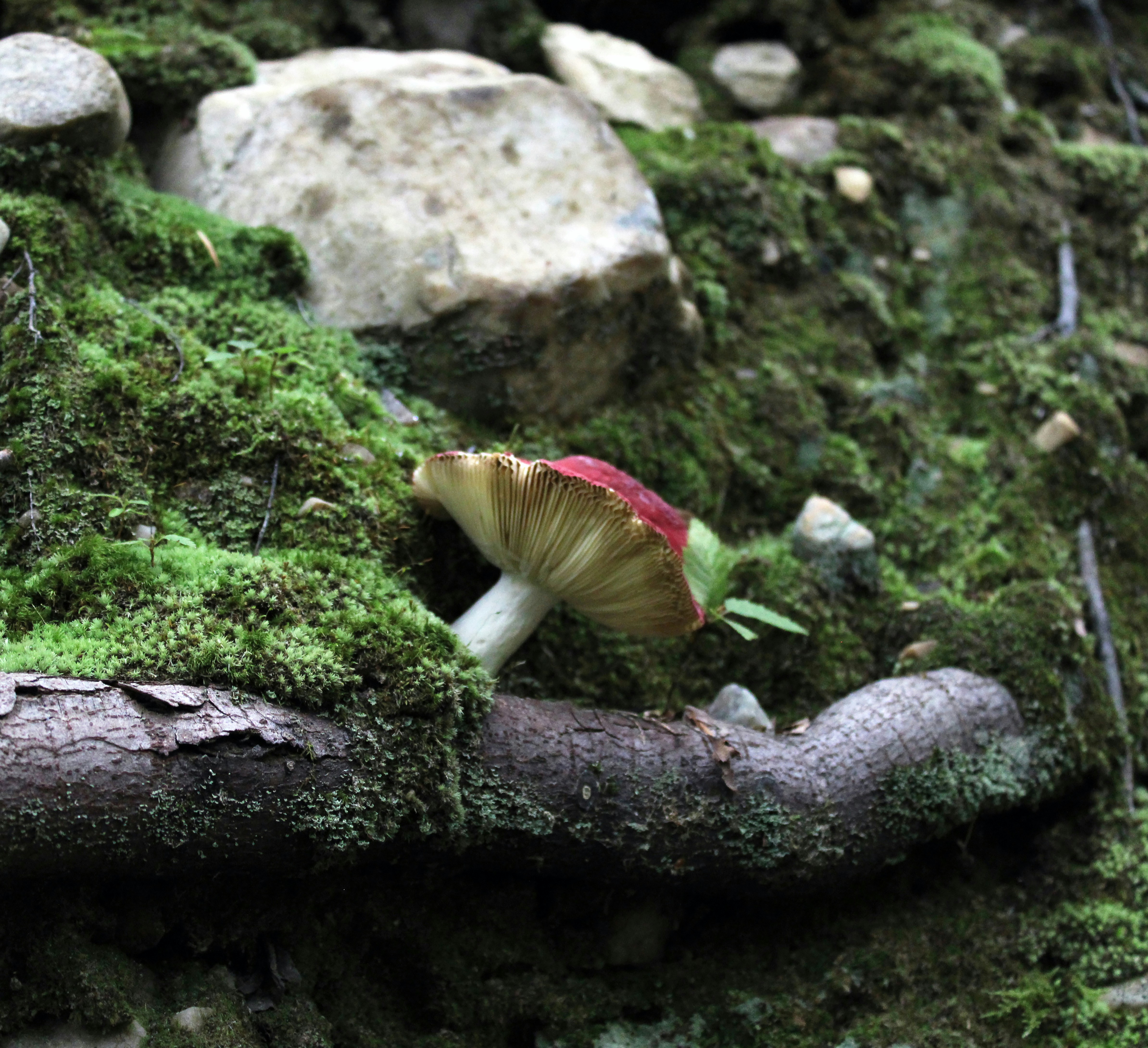 Un champignon poussant à partir d’une bûche photo – Photo Champignon ...