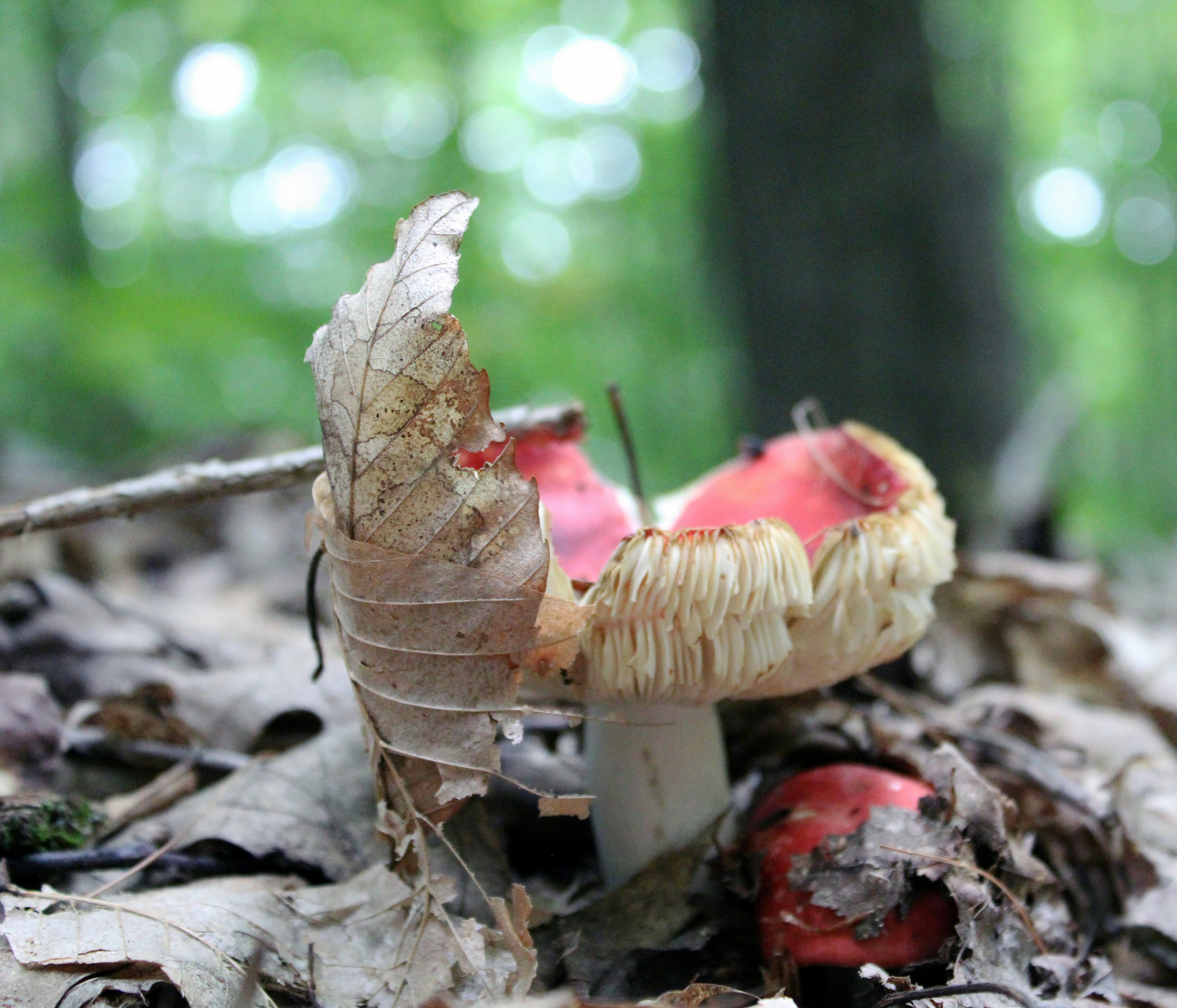 Red Mushroom Pictures | Download Free Images on Unsplash