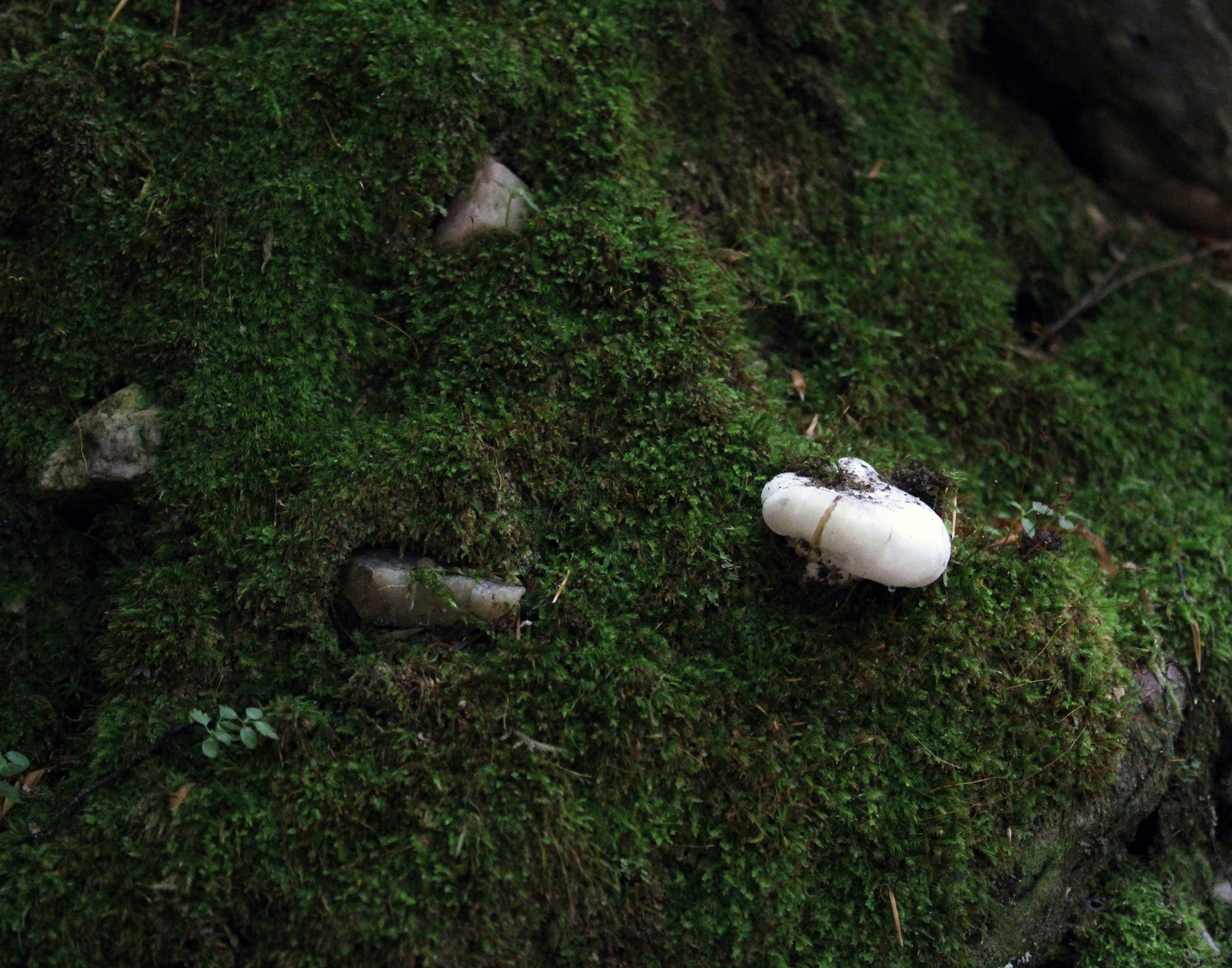 Mossy Quiet: White Mushroom Anchored on a Velvety Green Plane