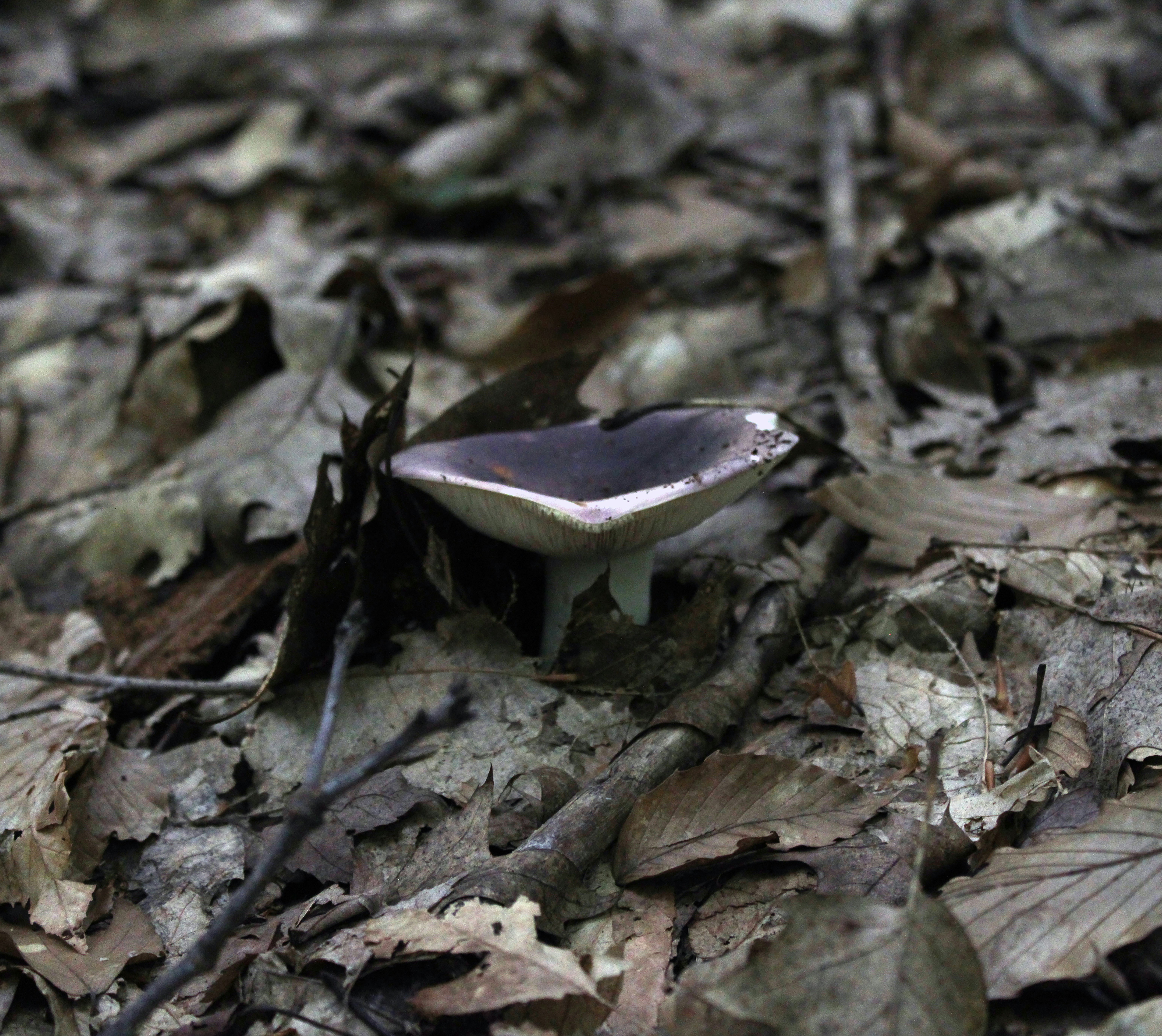 A solitary mushroom emerges from a bed of fallen leaves and twigs, showcasing its unique cap shape and earthy tones.
