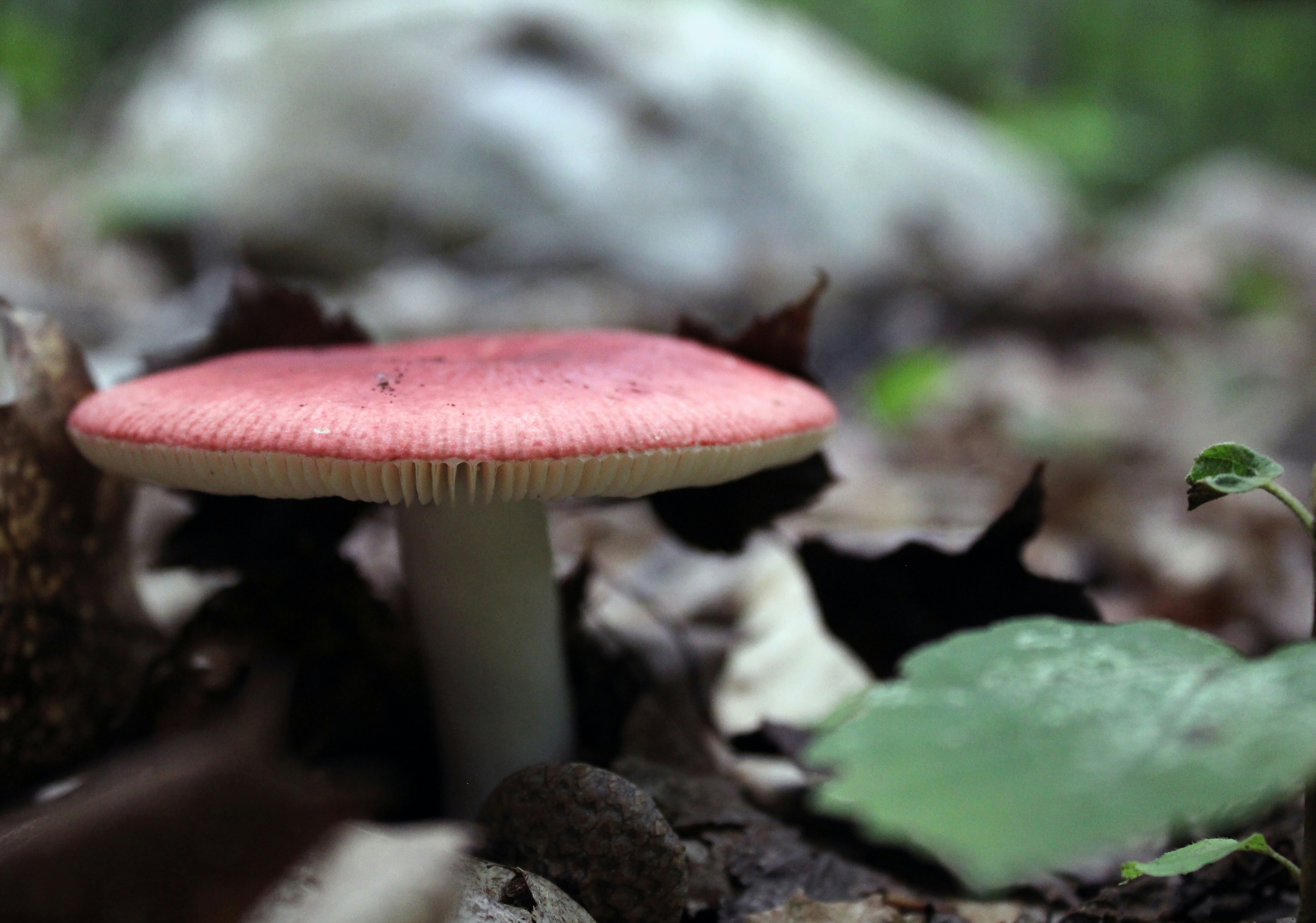 Crimson Cap in Quiet Light: Close-Up of a Forest Mushroom