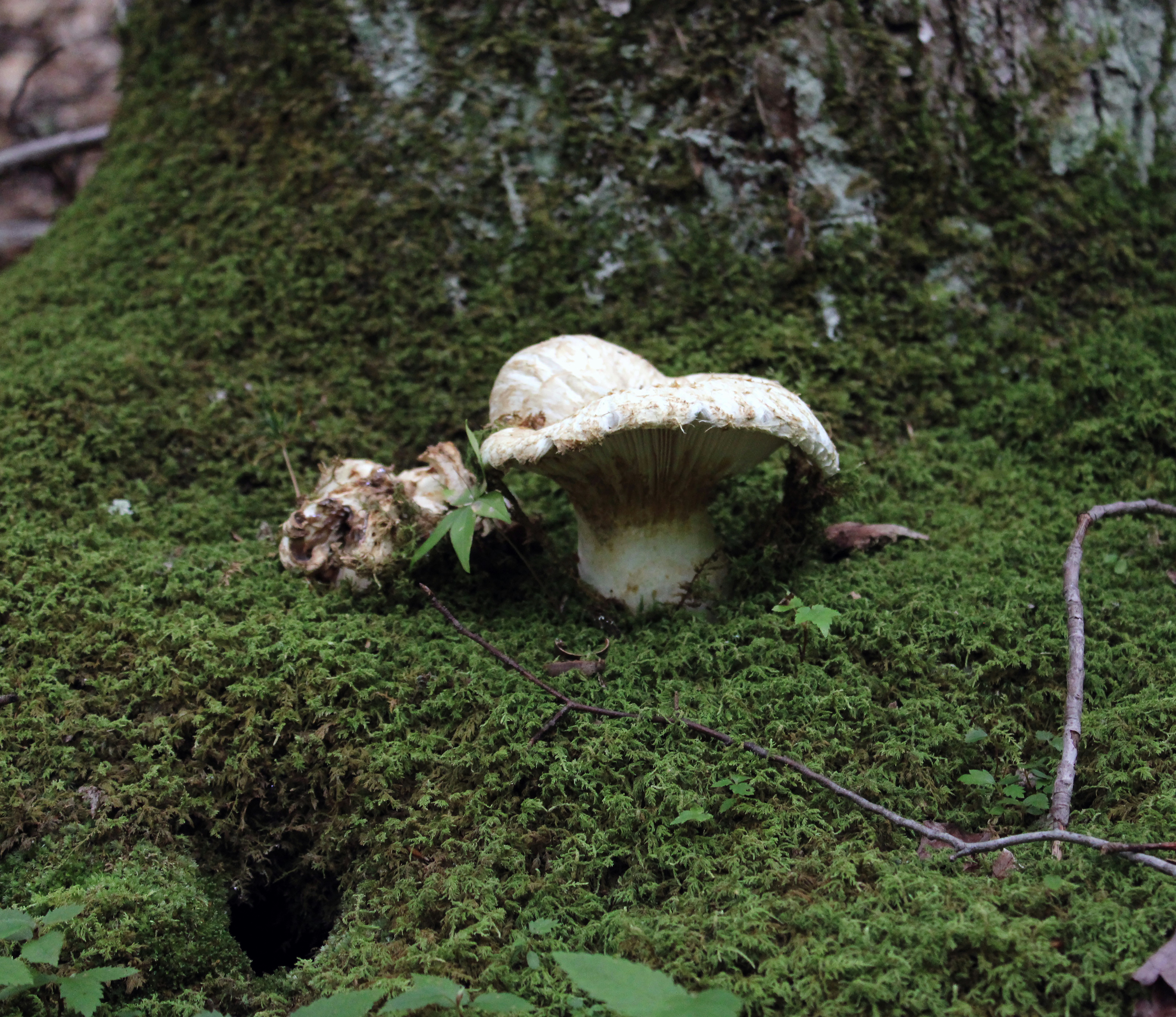 Mushroom Against Velvet Moss on a Forest Floor
