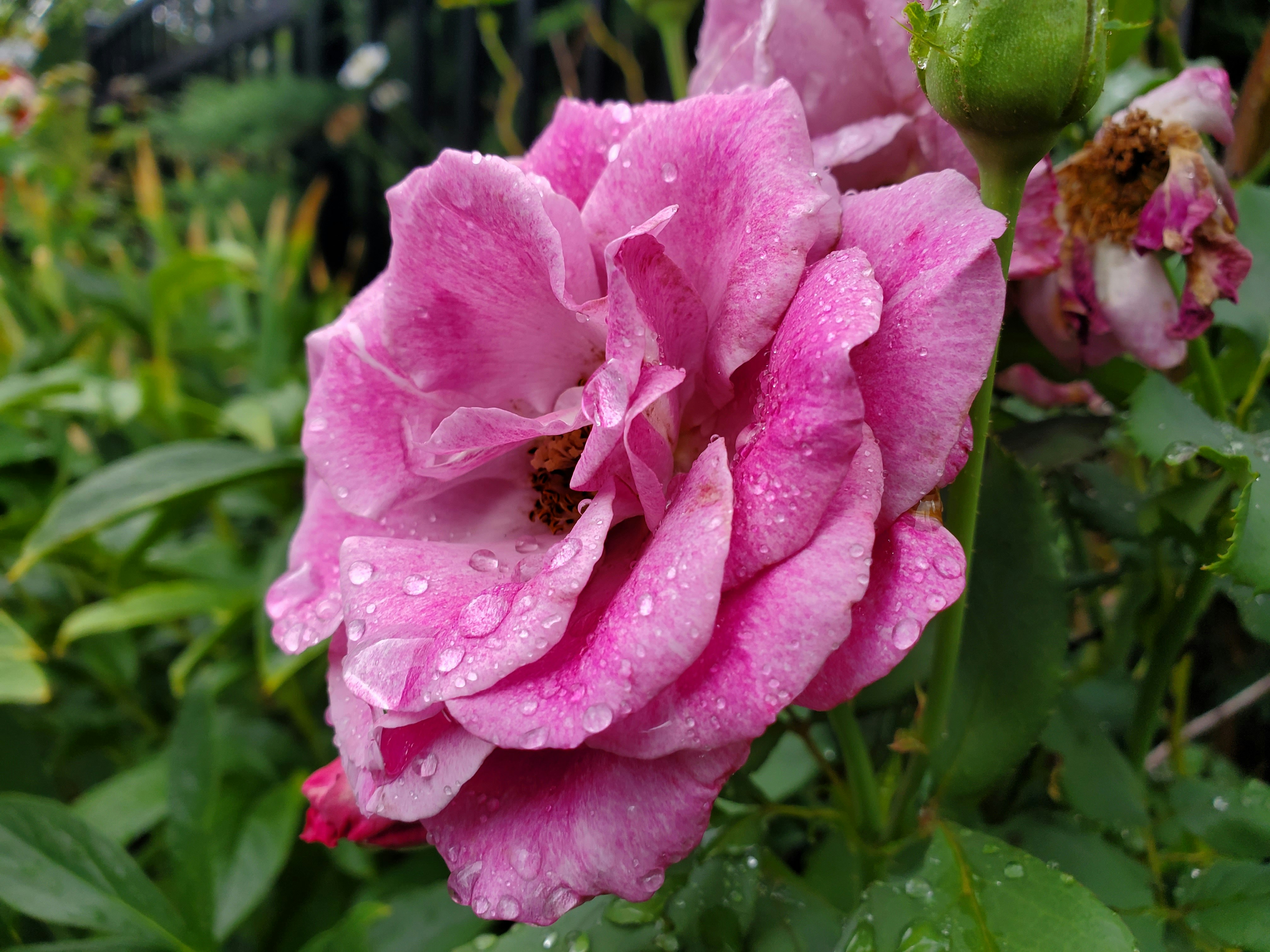 Raindrop Adorned Pink Blossom