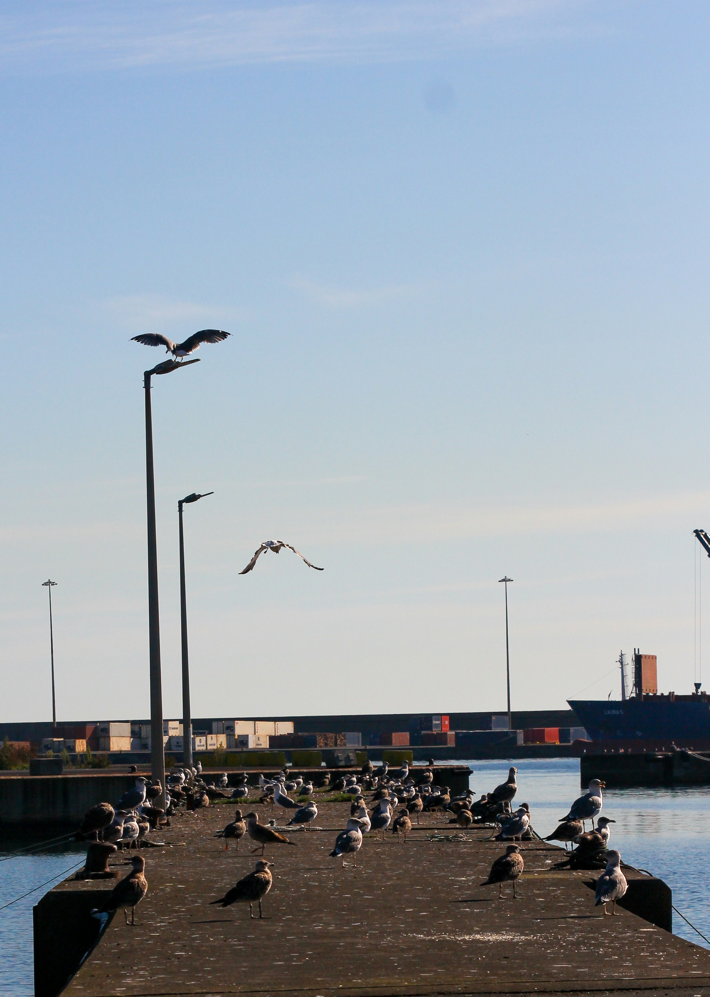 A flock of birds flying over a beach photo – Free Birds Image on Unsplash