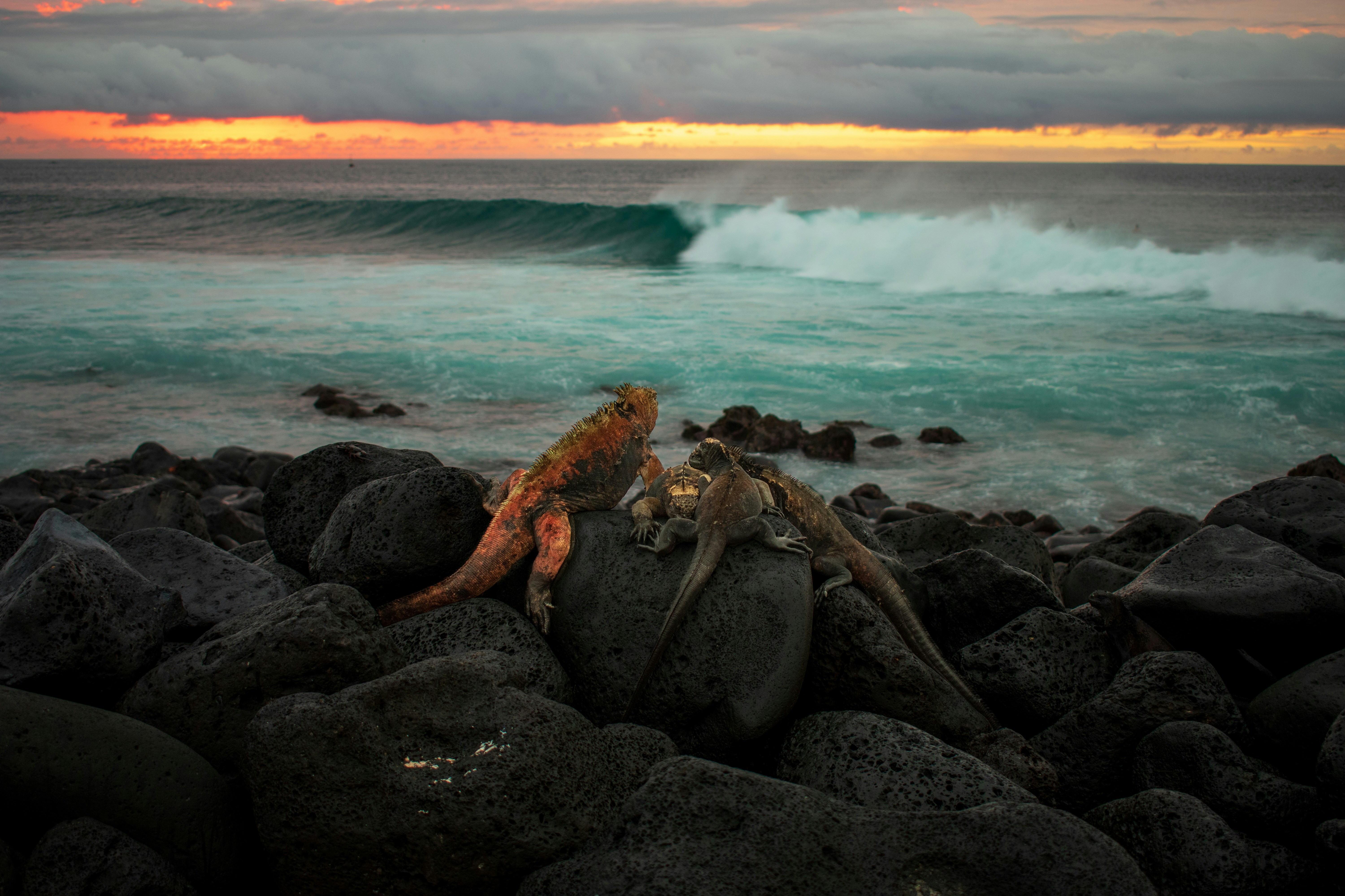 Iguanas in the Galapagos at sunset | a snake on a rock