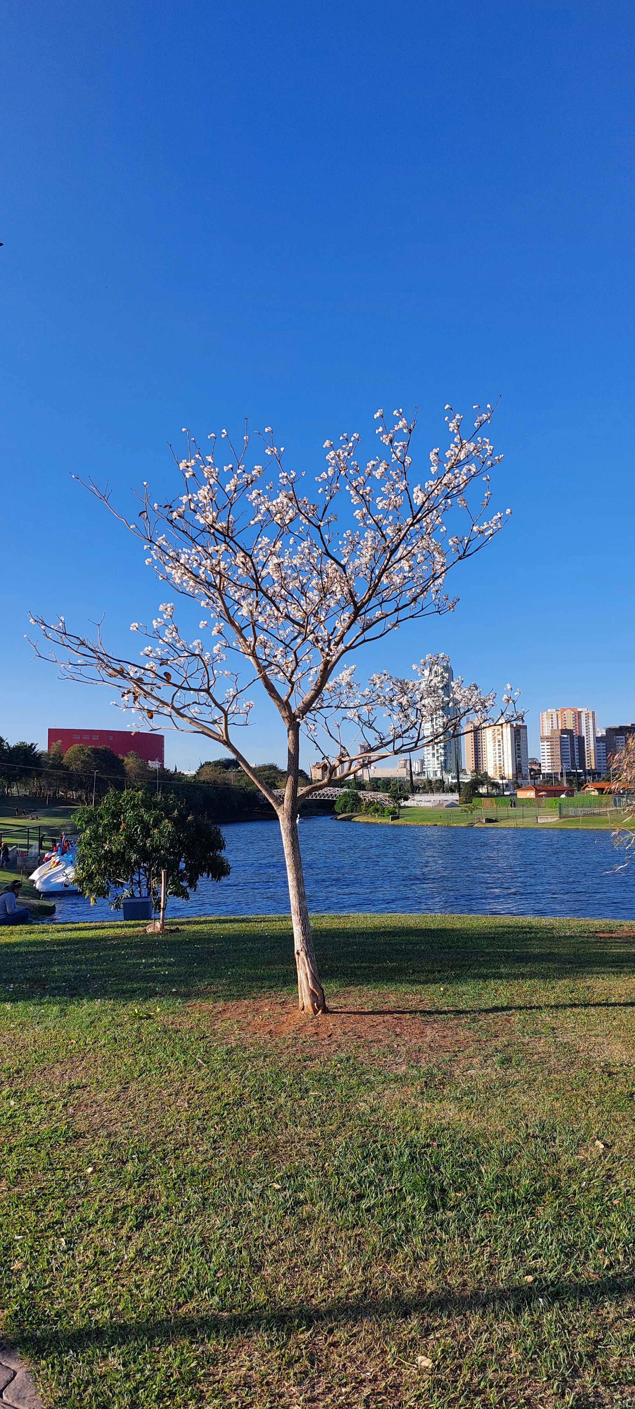 Blossoms by the Riverside: A Lone Tree Framing the City Skyline
