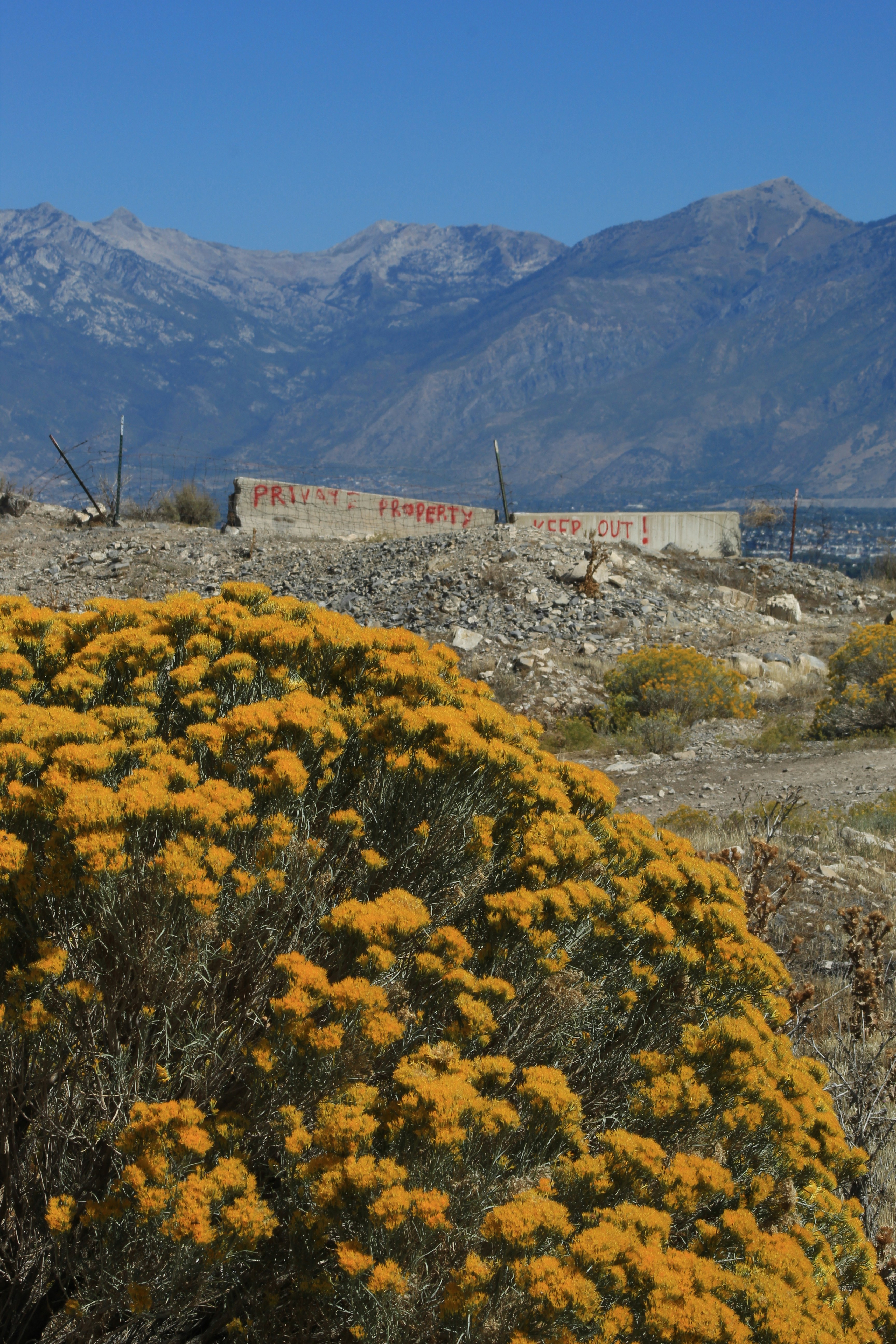 Desert Flora Guarding a Distant Private Barrier