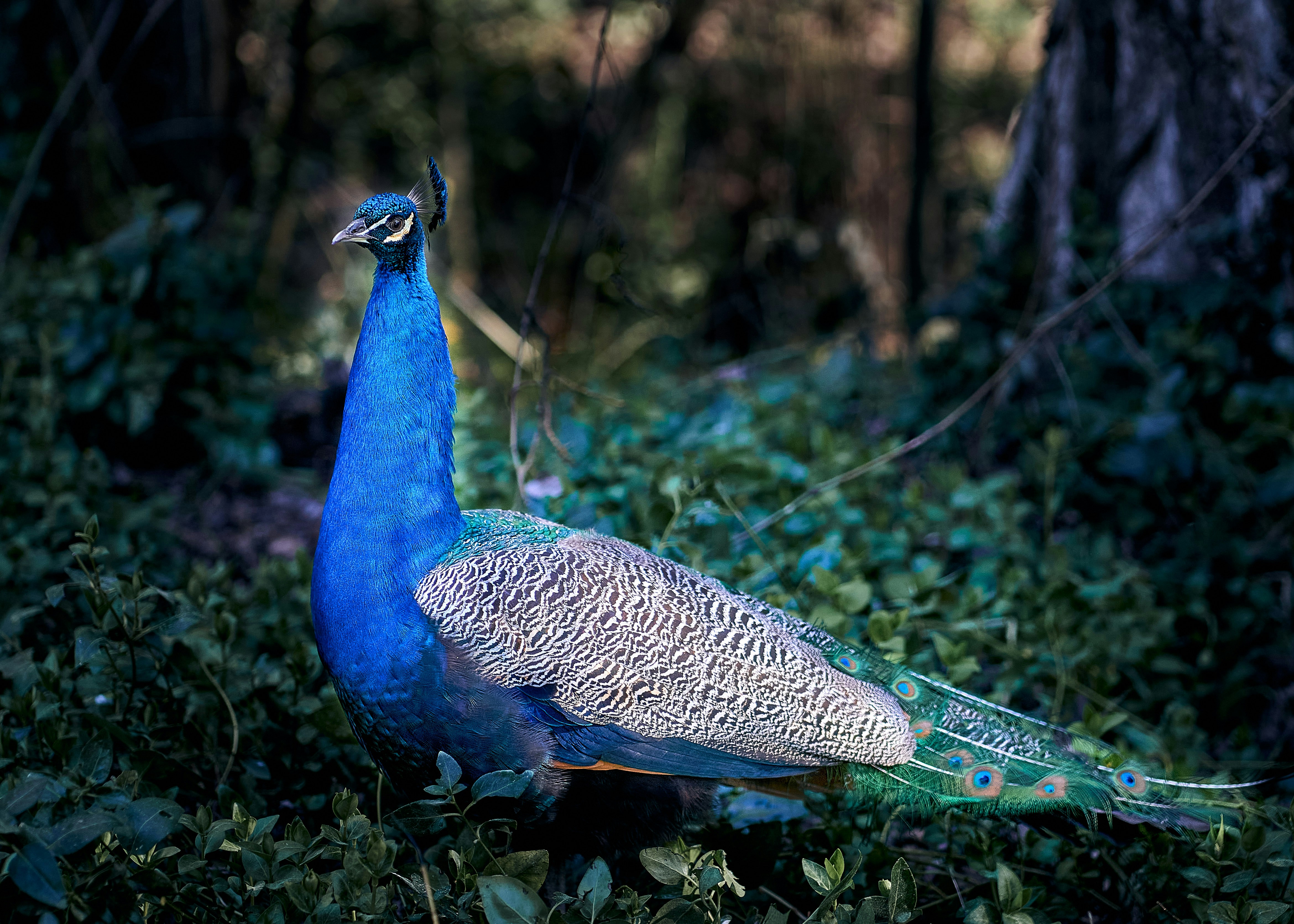 Azure Crest in the Green Understory: Peacock Portrait in Shade