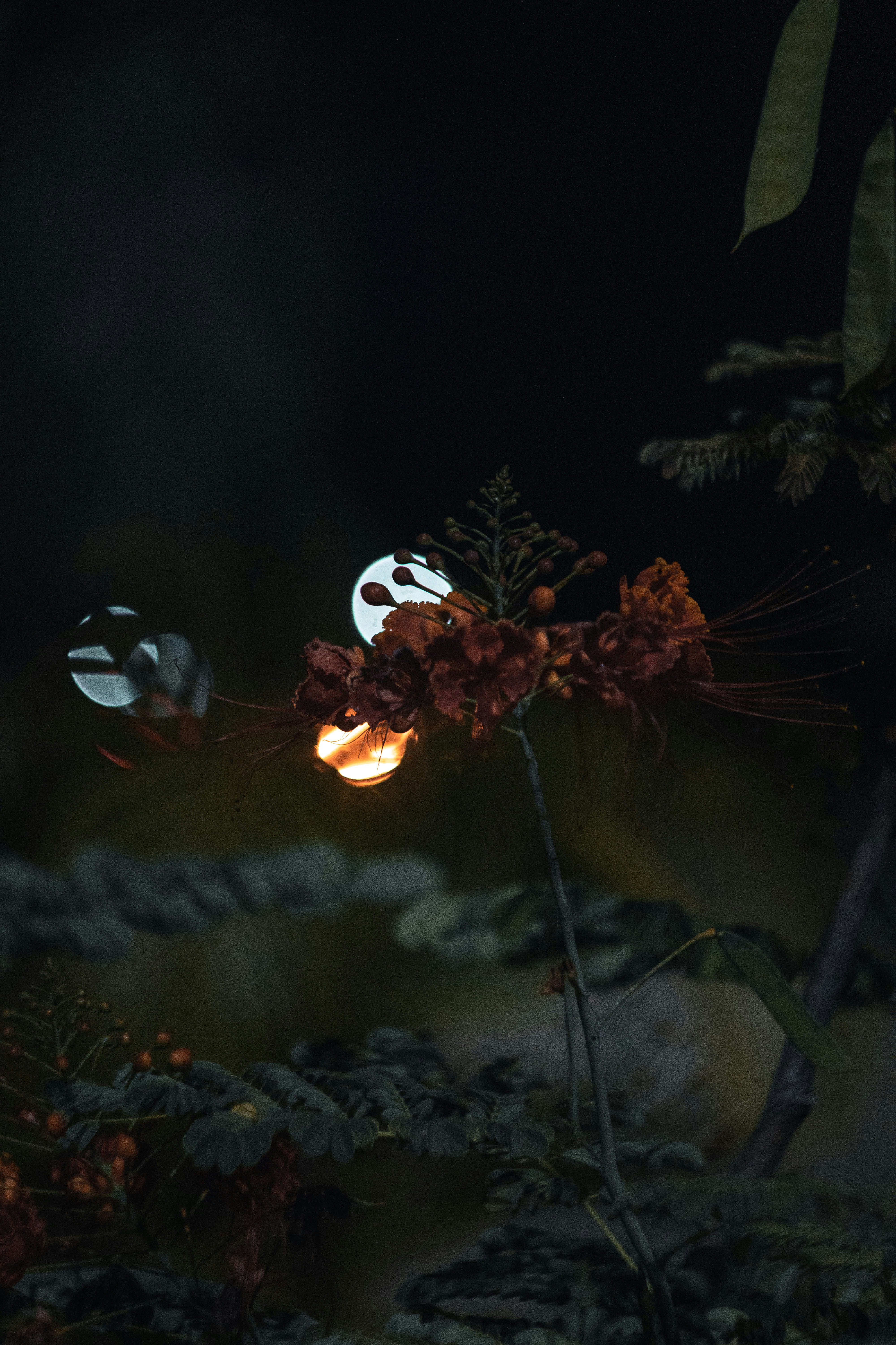 Midnight Ember Bloom: Fern Fronds and Soft Orbs in Night Light