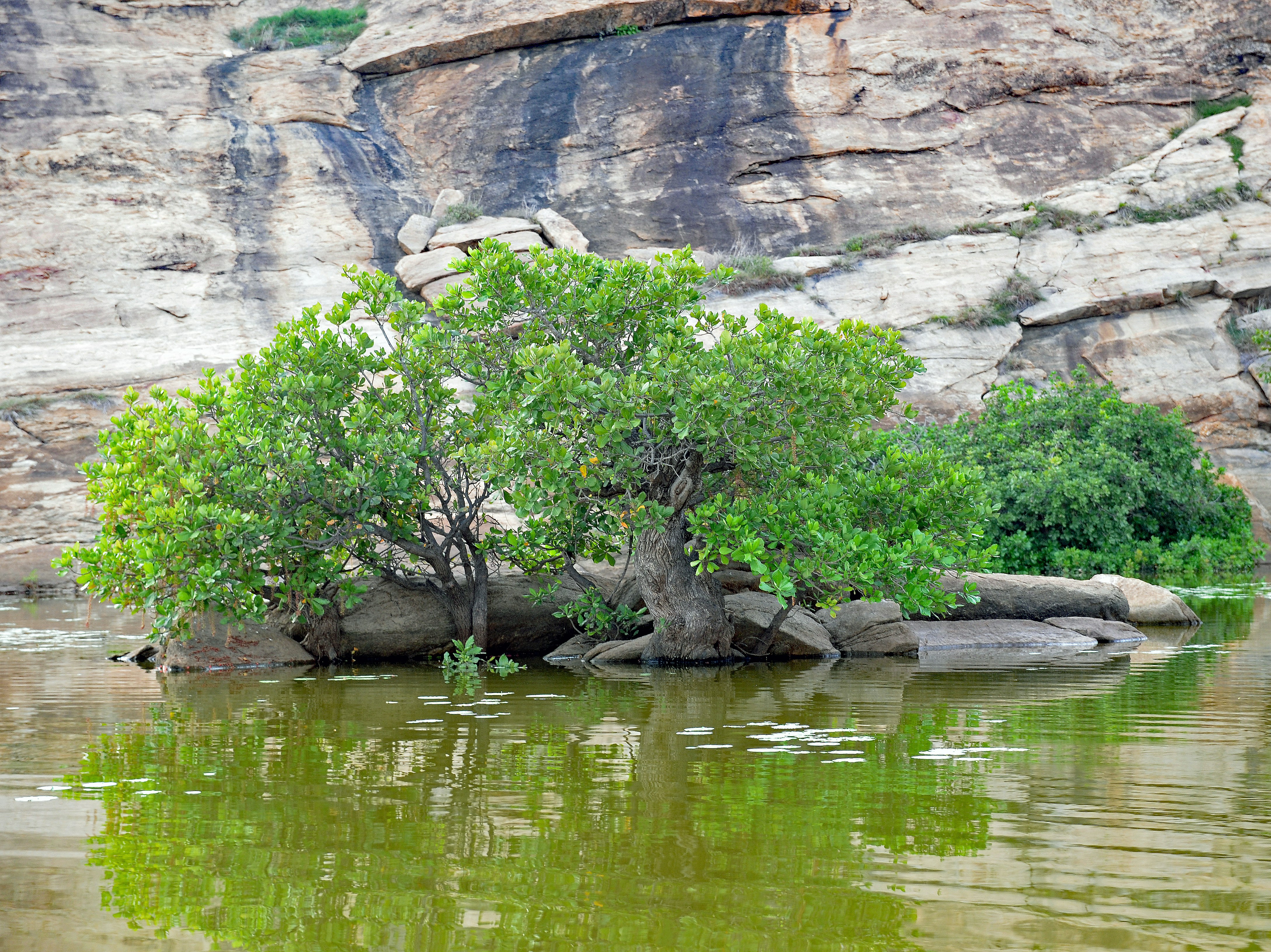 a body of water with trees and rocks around it