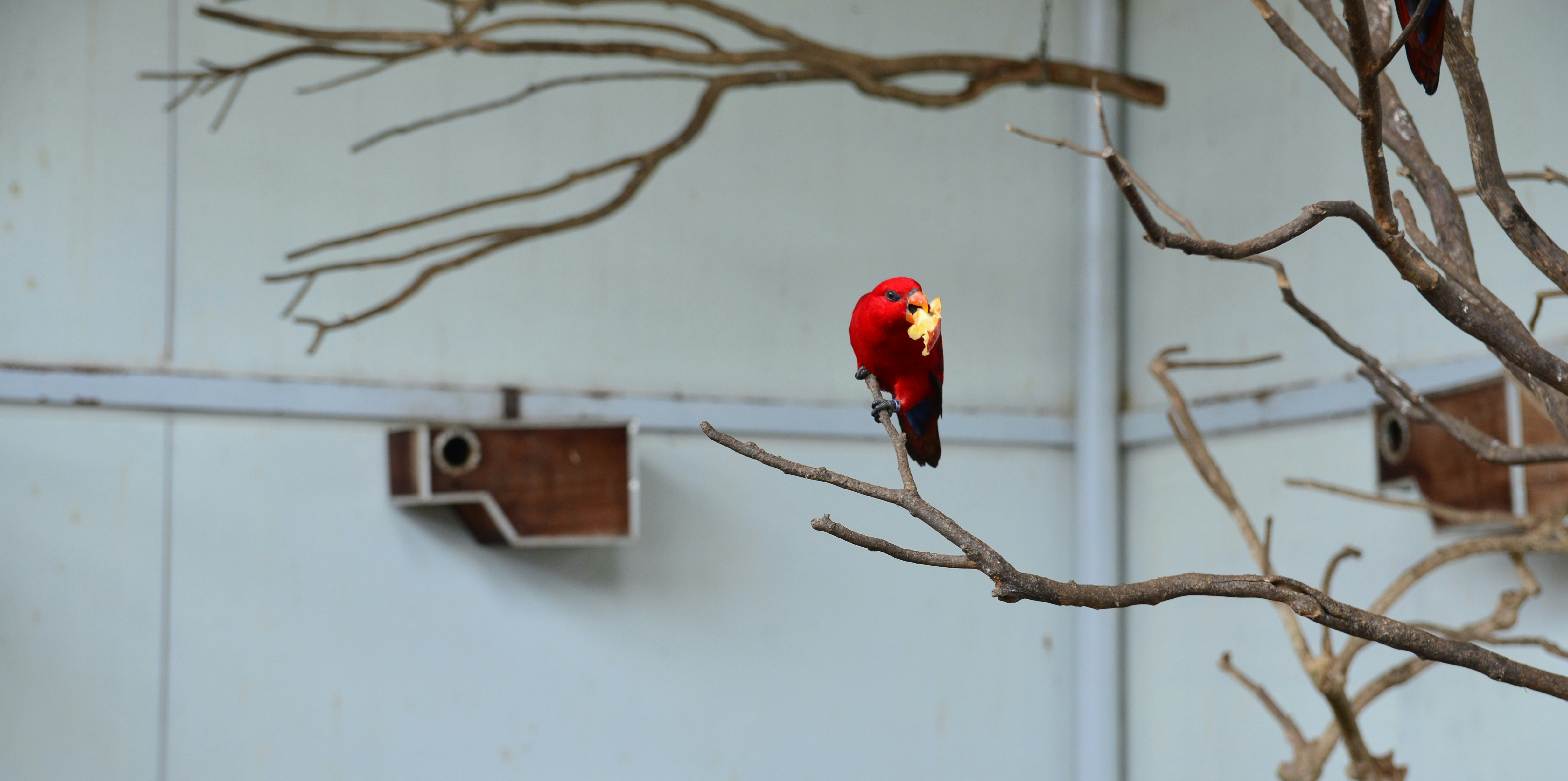 Crimson Sentinel on a Bare Branch Against a Cerulean Wall