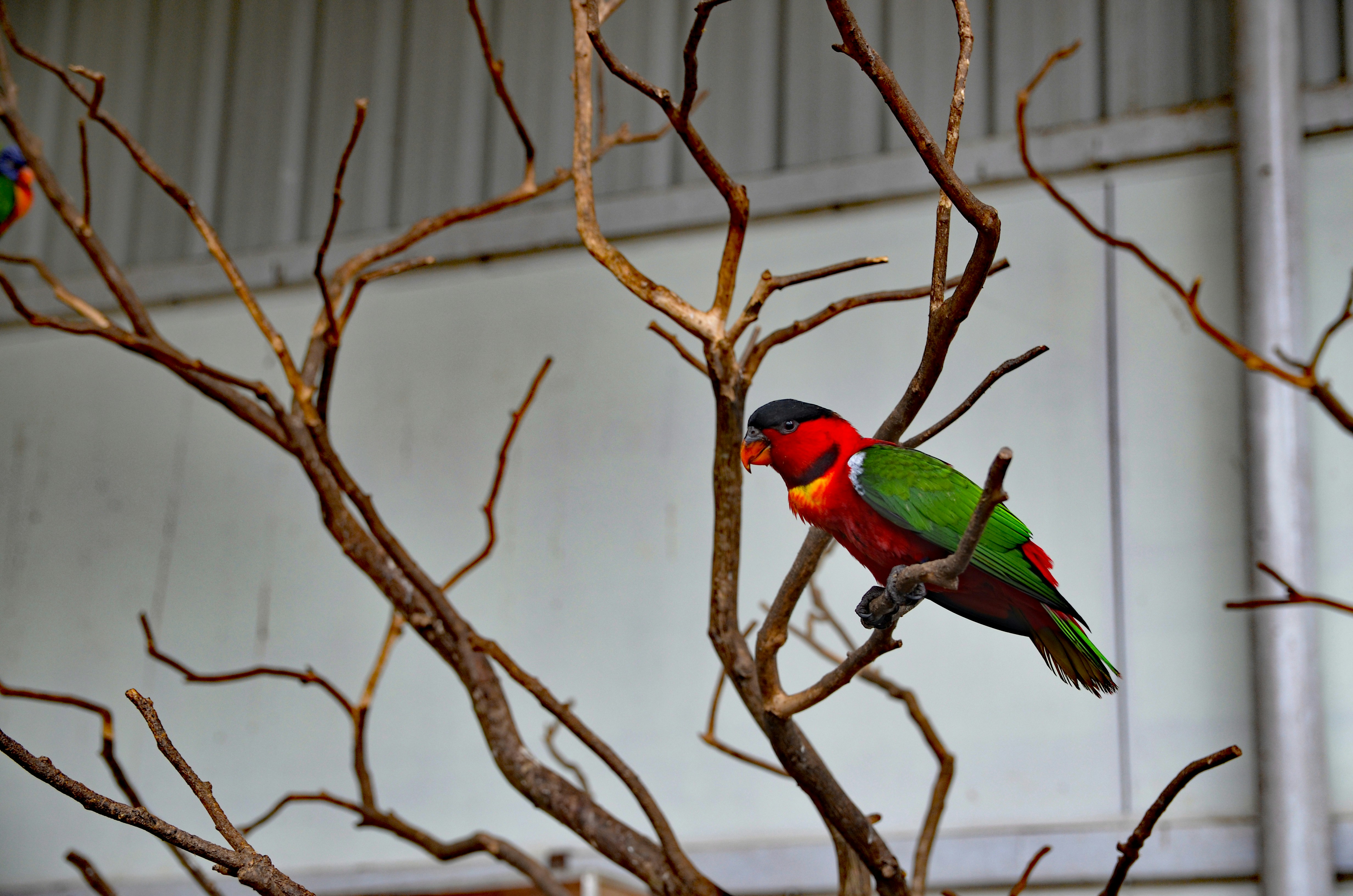 Vivid Green-Wold King: A Scarlet-Feathered Perch on Winter Branches