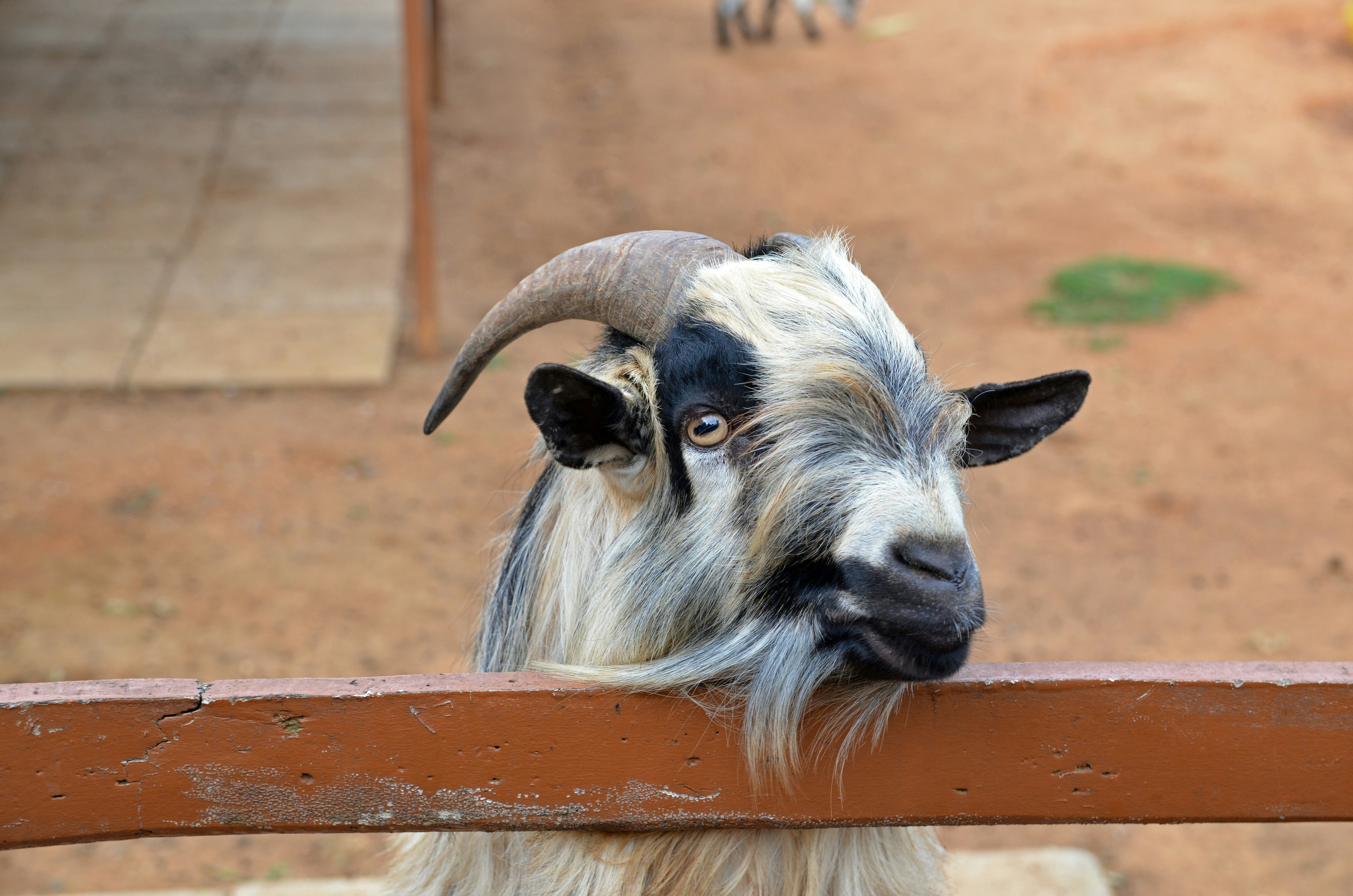 a goat with horns