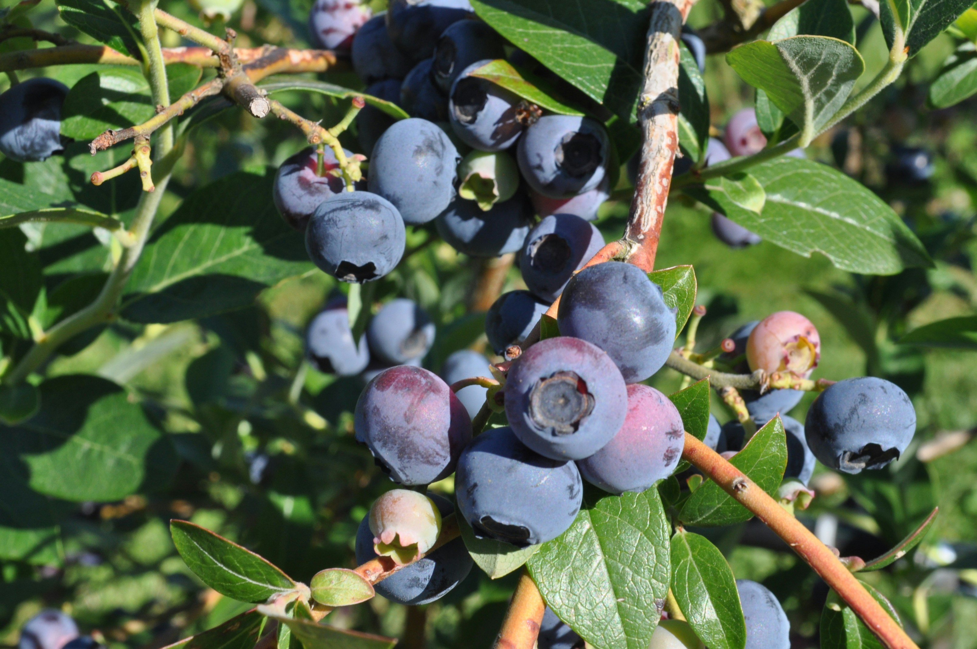 Cluster of ripe blueberries hanging on a leafy branch under bright sunlight.