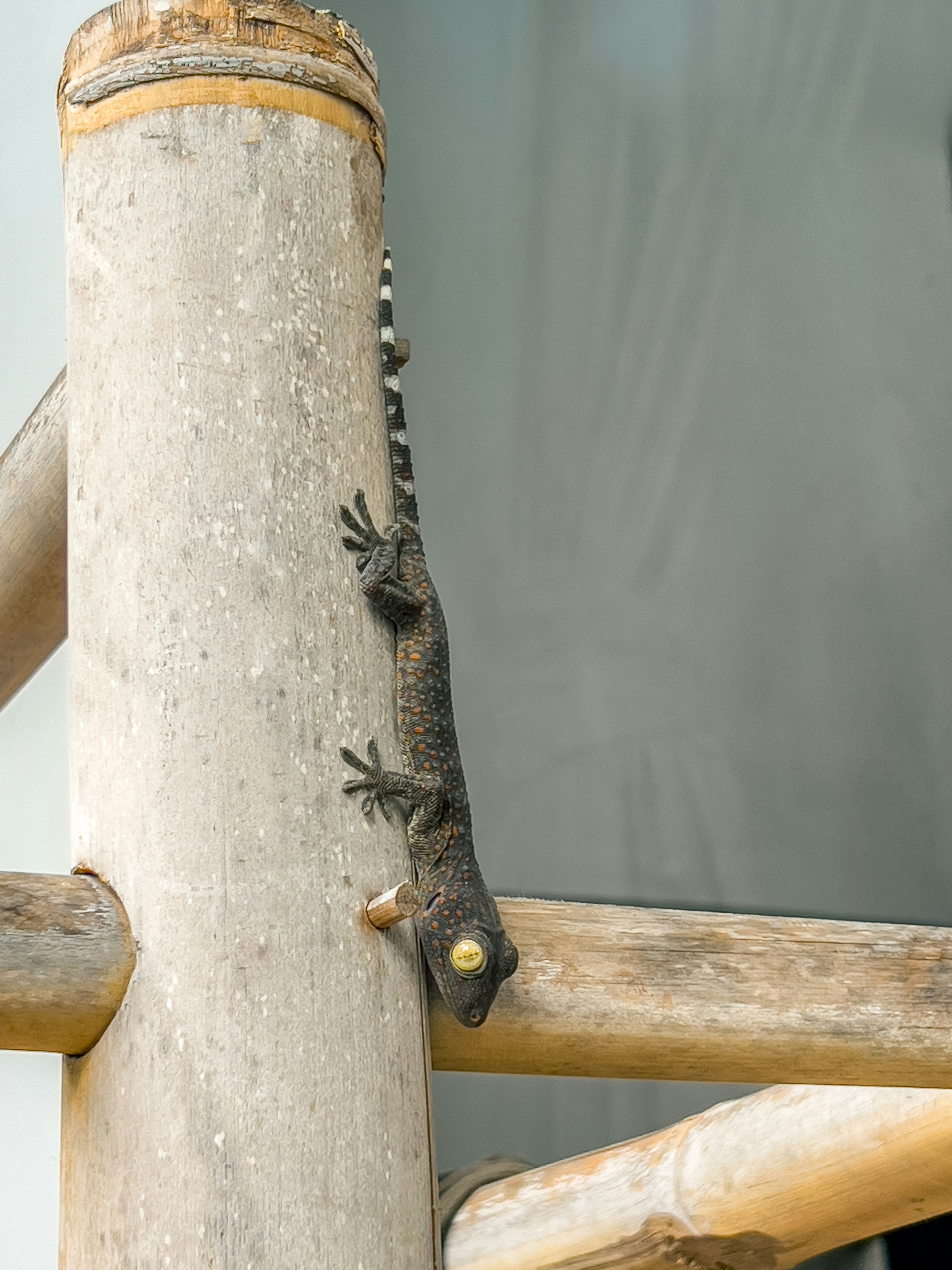 a bird sitting on top of a wooden branch
