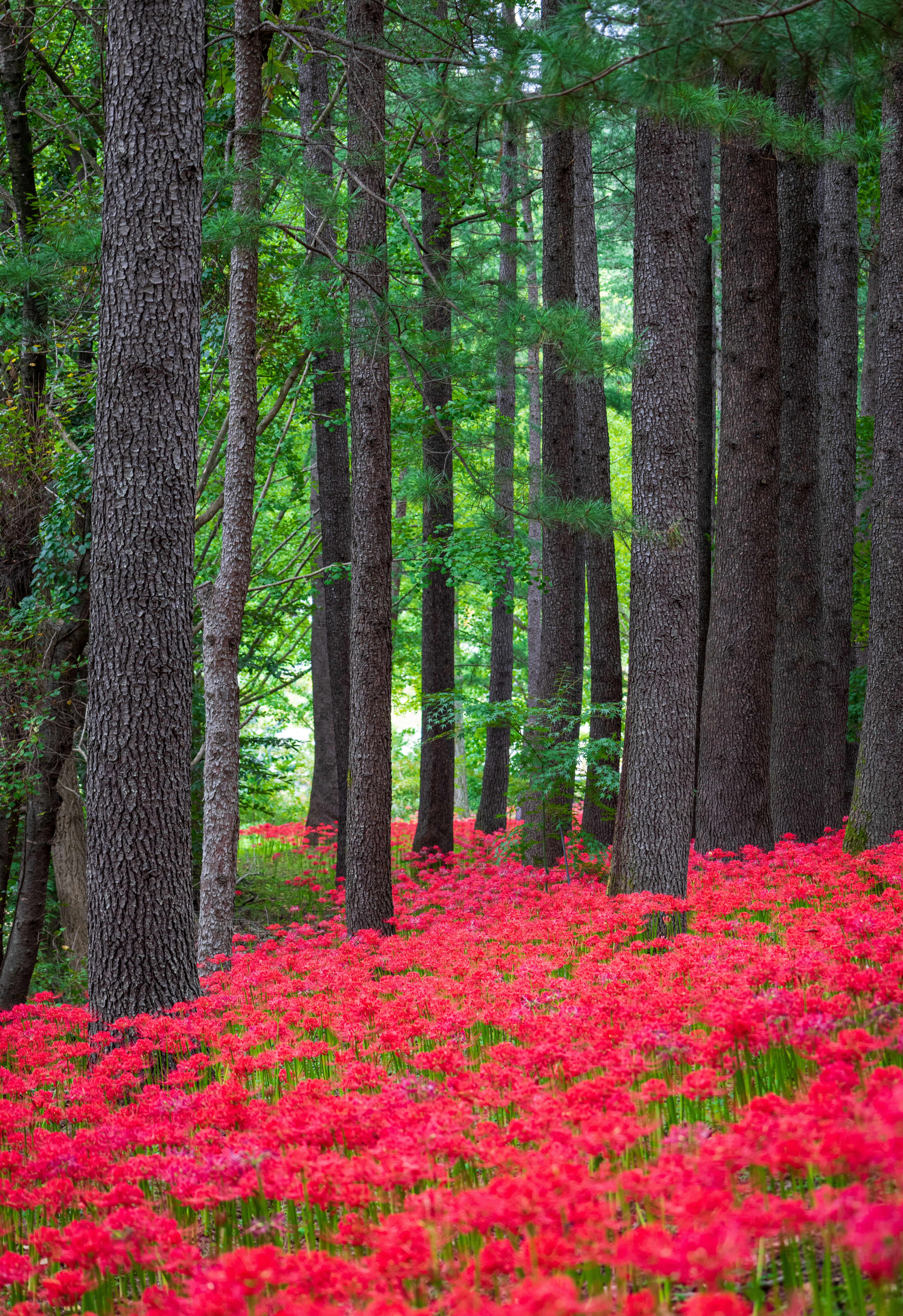 A forest of trees with red flowers photo – Free Lycoris radiata Image ...