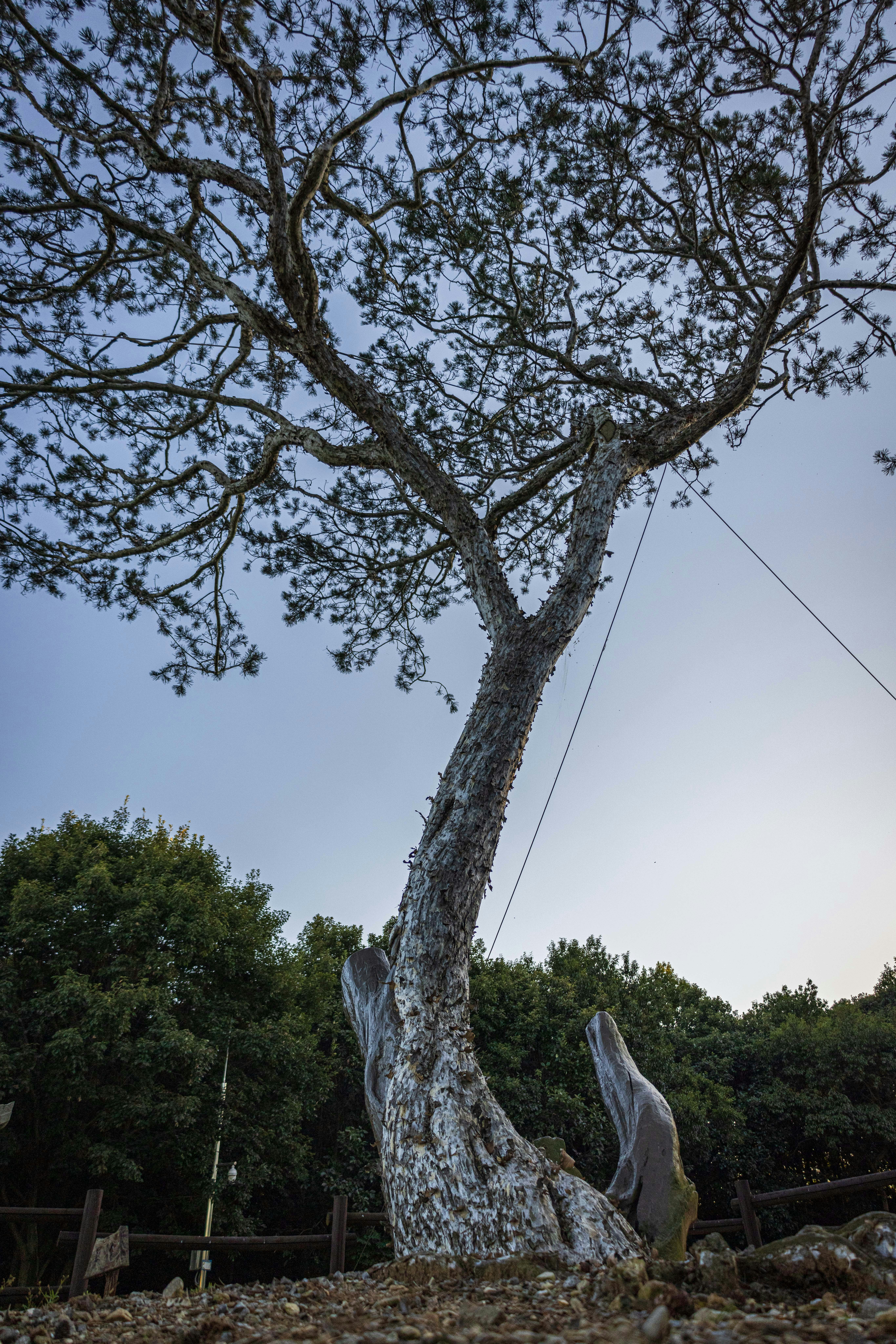 A tree with a tarp on it photo – Free Tree Image on Unsplash
