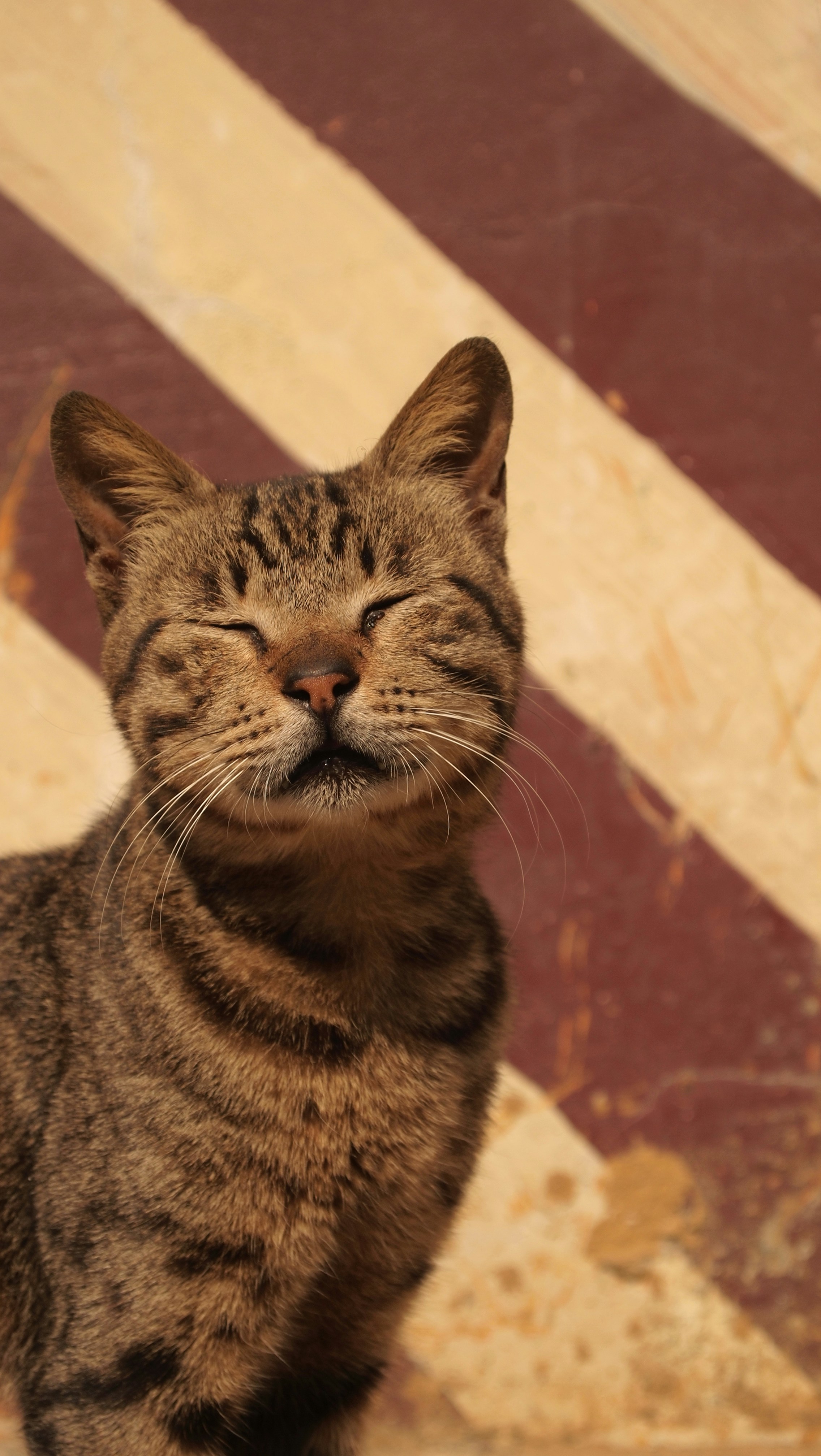Close-up of a content tabby cat with eyes closed, basking in warm light against a diagonal striped background; a simple, posed scene without people, showcasing fur detail and texture.