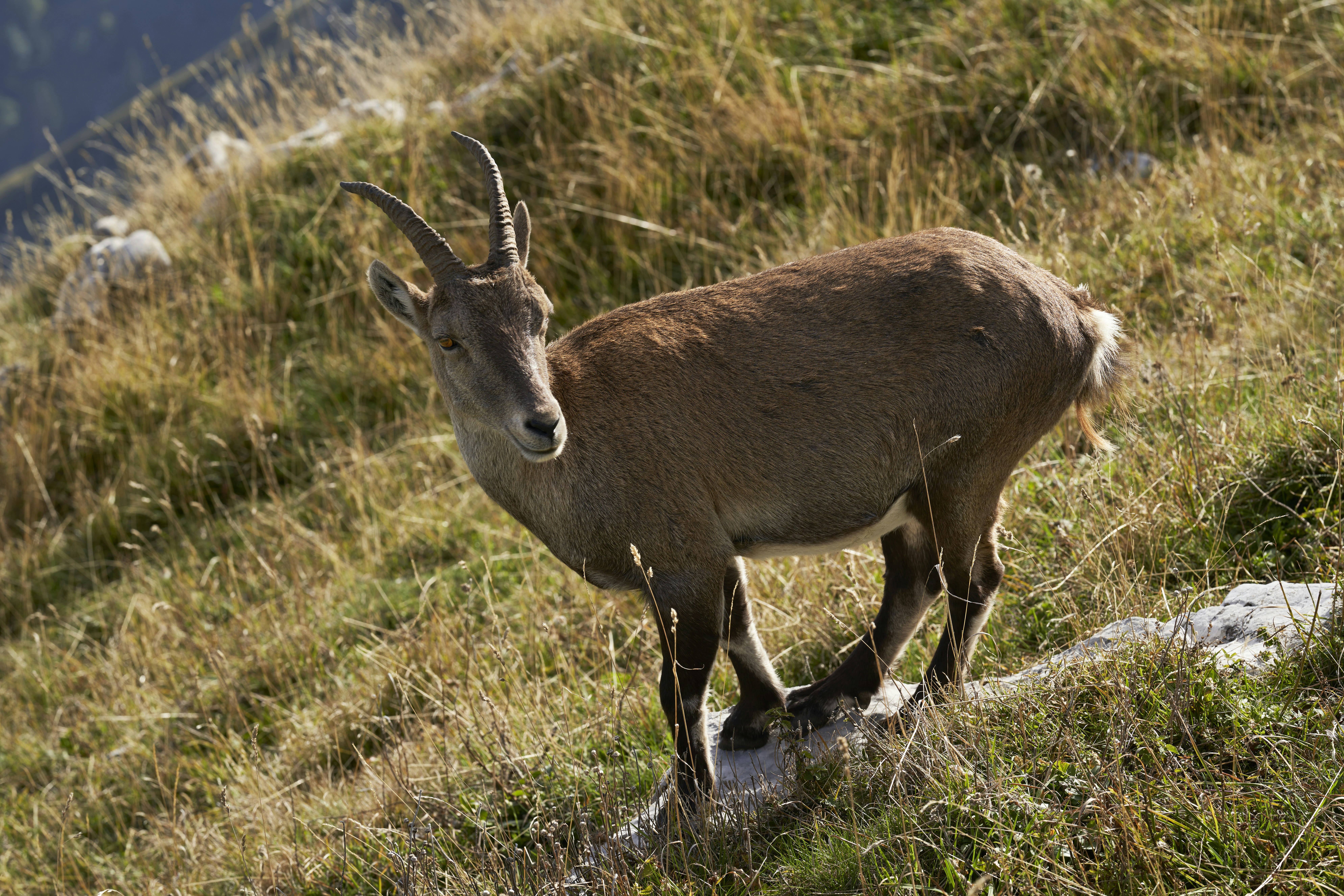 Un animal à cornes marchant sur l’herbe photo – Photo Dent de lys ...