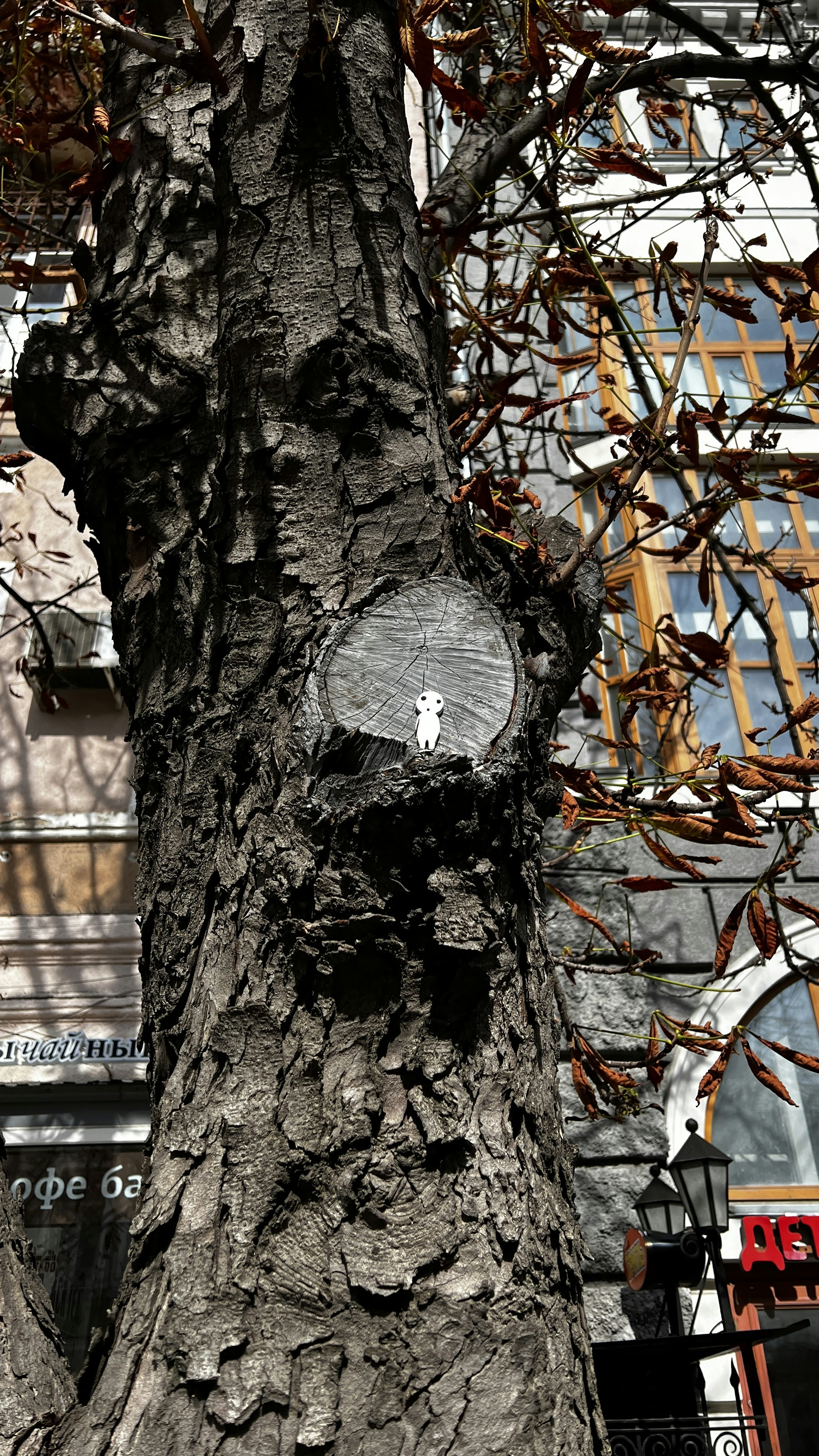 Tree Trunk Cipher: A White Key in a Knotted Bark Portrait
