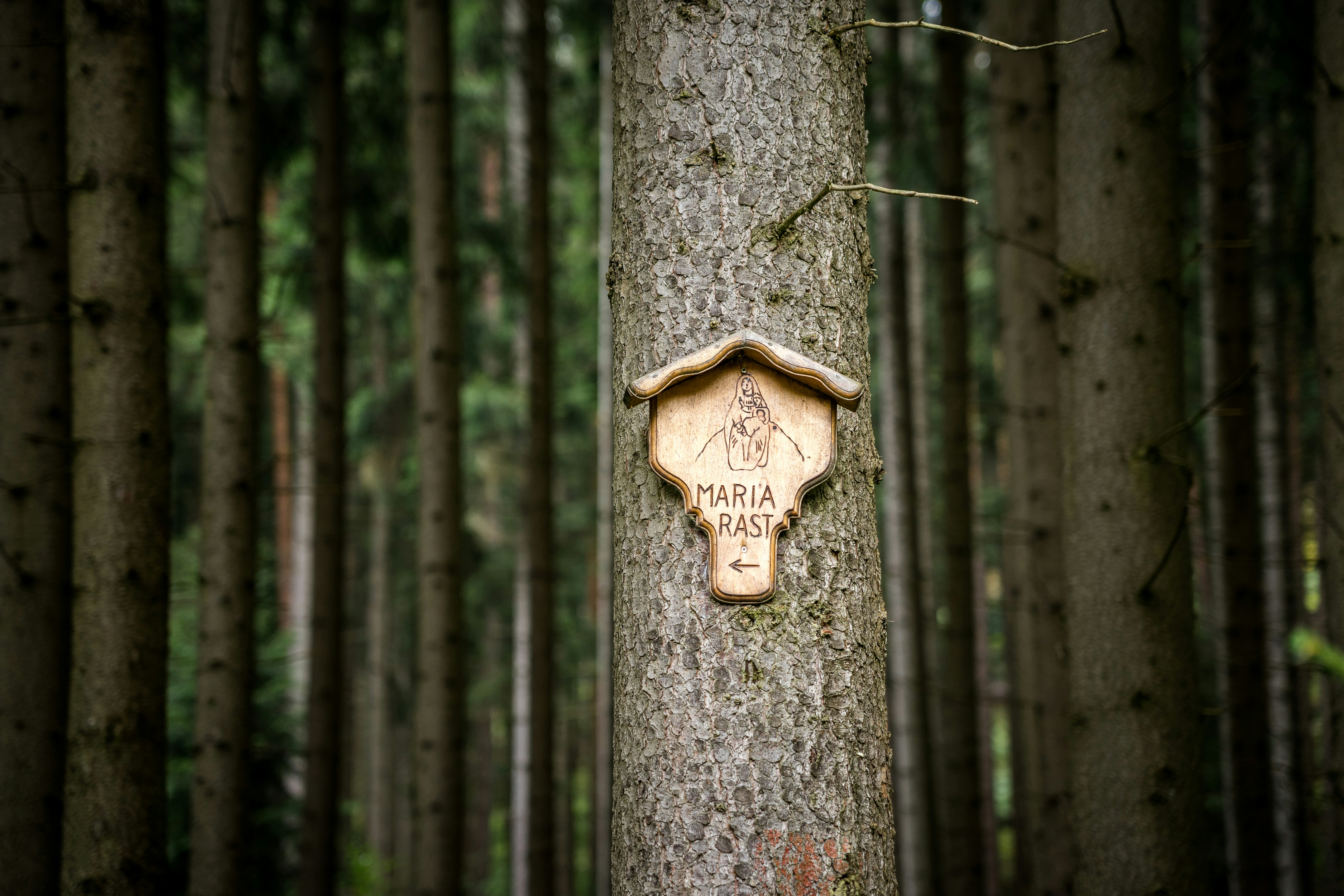 Wooden shrine affixed to a tree amidst a dense forest of tall, straight trunks.