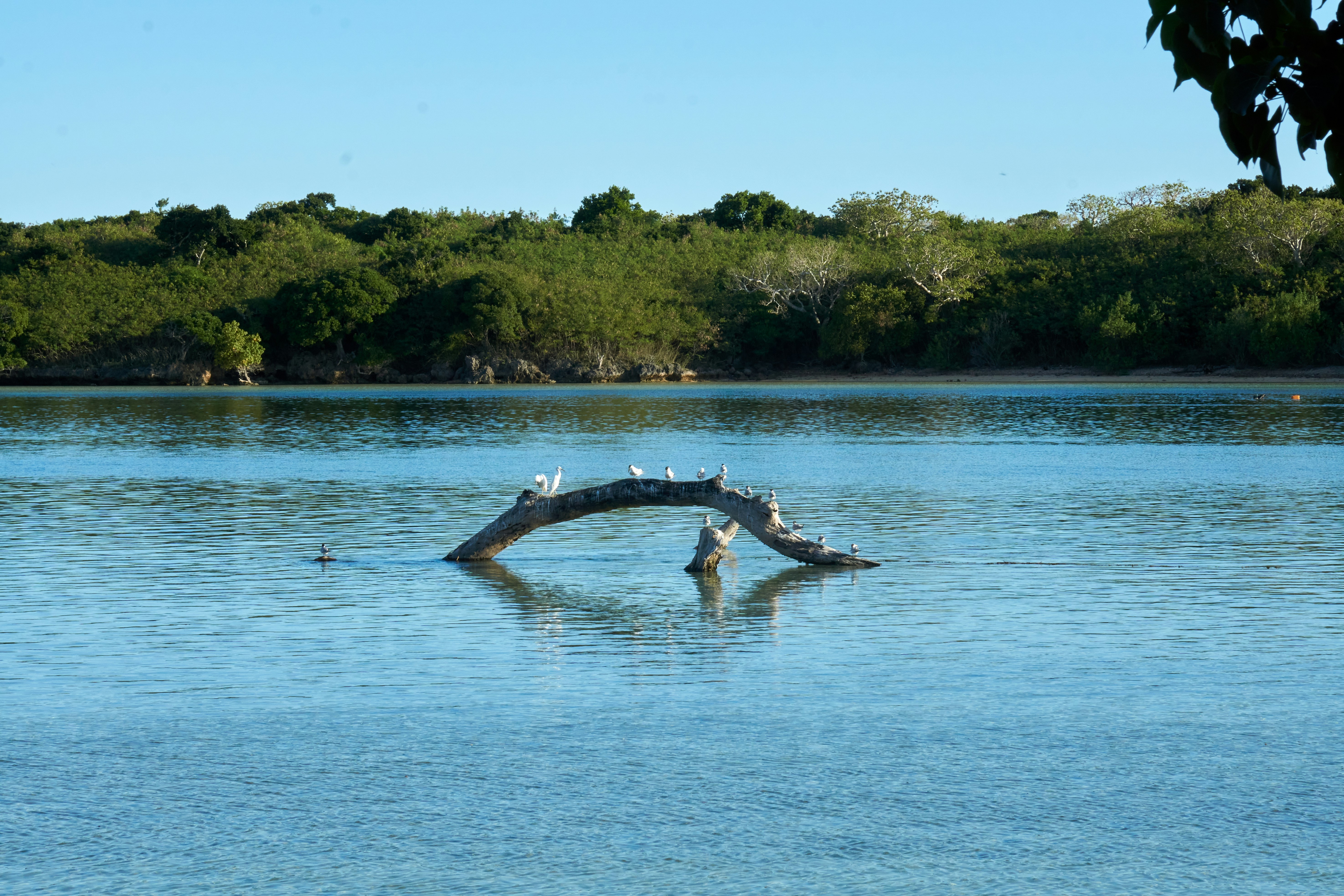 A log in the water photo – Free Fiji Image on Unsplash